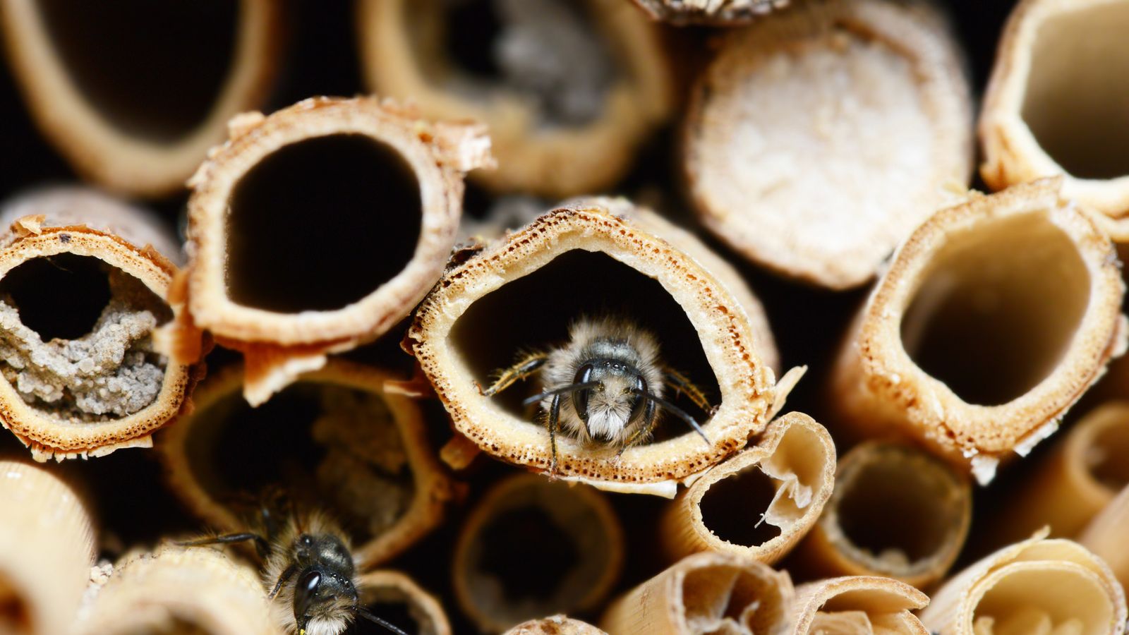 Insect species could fall by 40%, causing 'catastrophic collapse' of ...