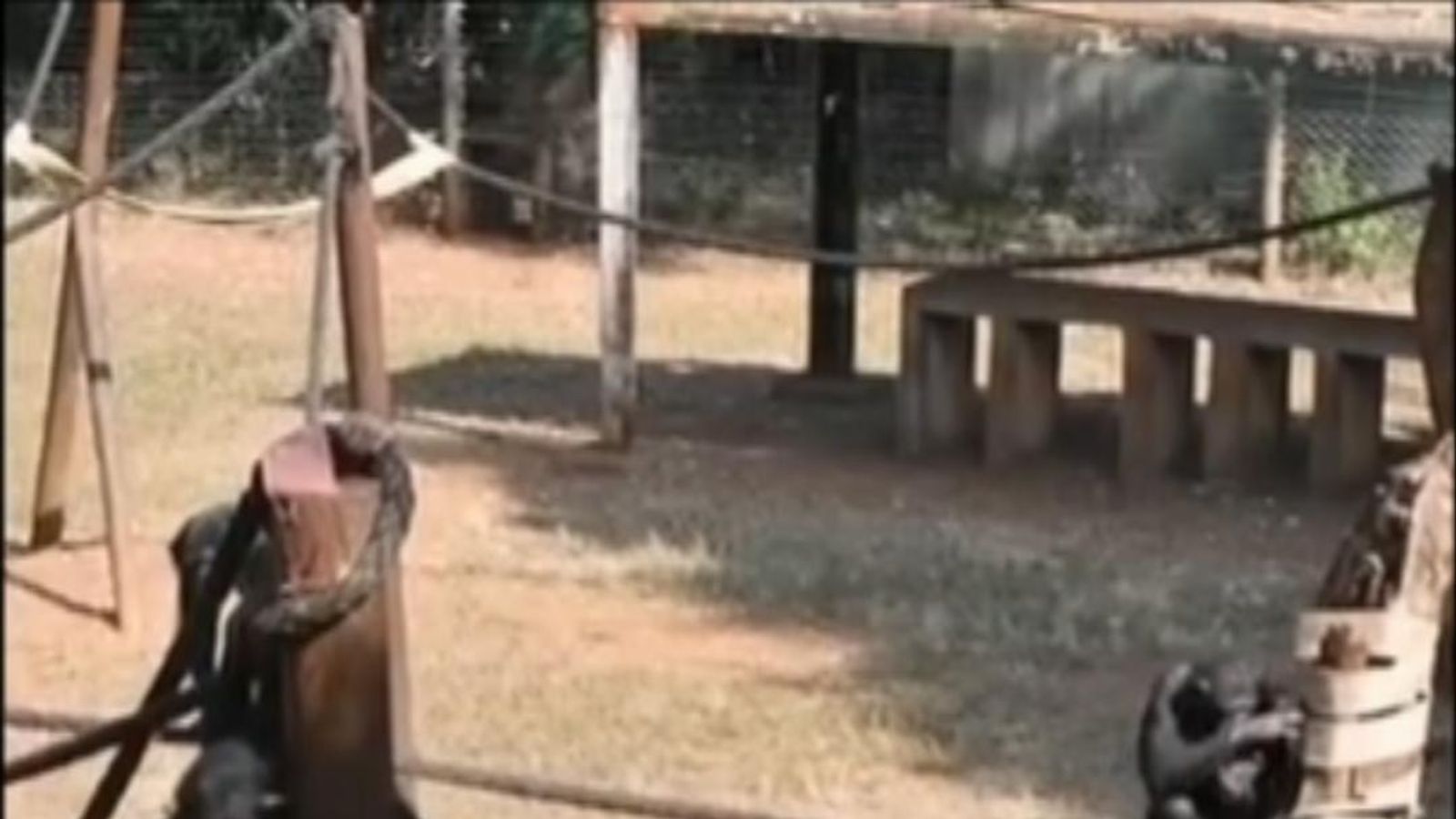 Chimpanzee perfects the back flip | Offbeat News | Sky News