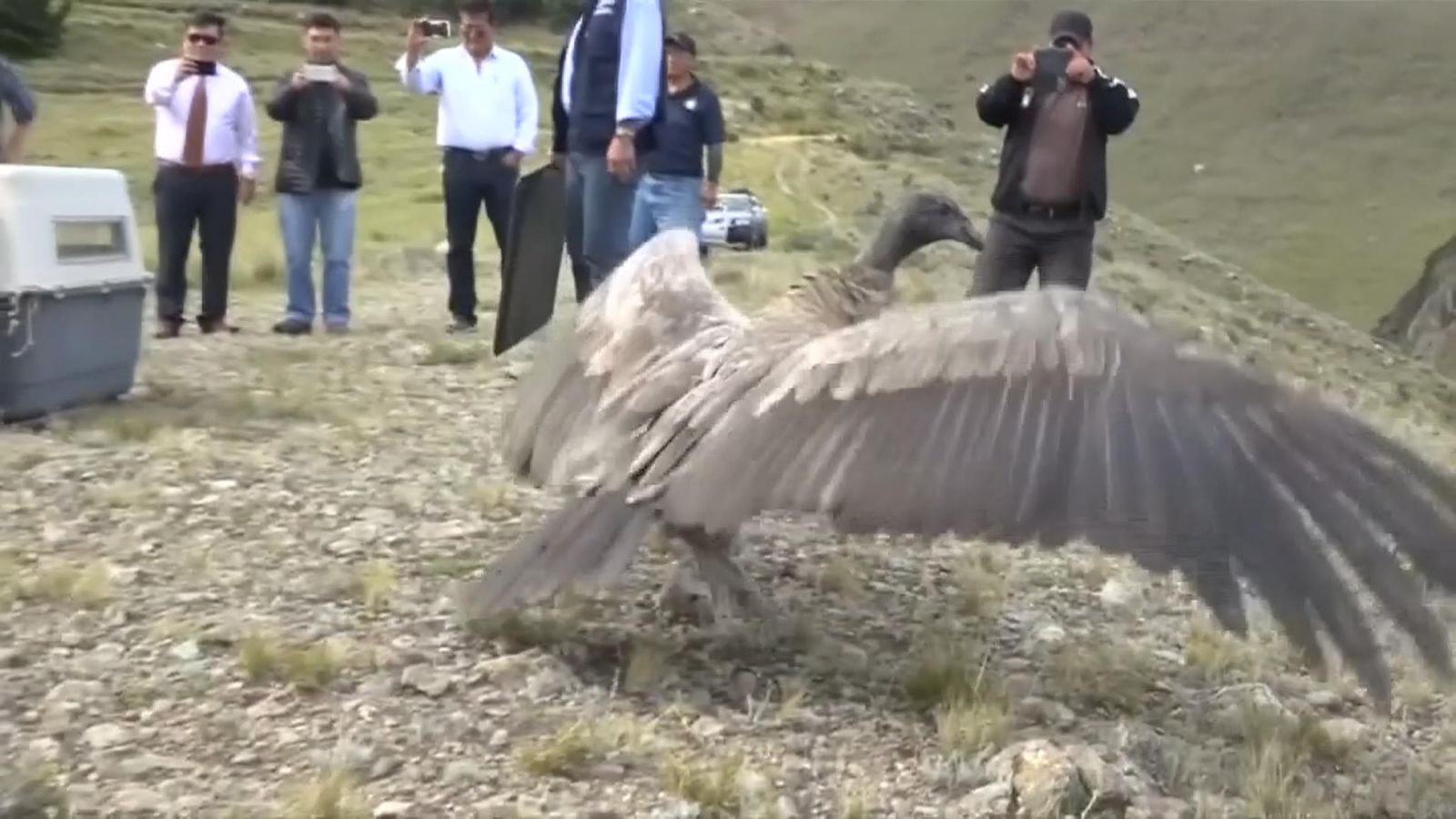 Two Andean condors released after rescue | World News | Sky News