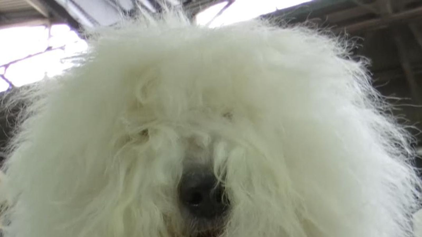 Top dogs: Canines look fine at New York show | US News | Sky News