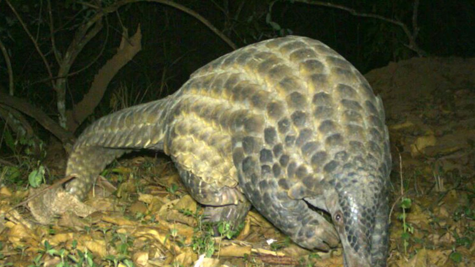 'Utterly fascinating' rare giant pangolins caught on camera by Chester ...