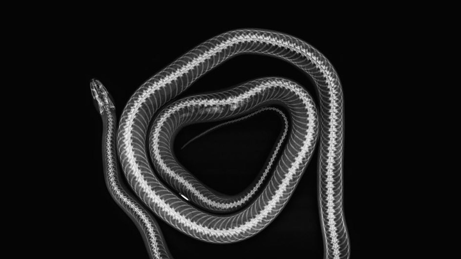 London Zoo releases stunning X-ray pictures of animals | UK News | Sky News