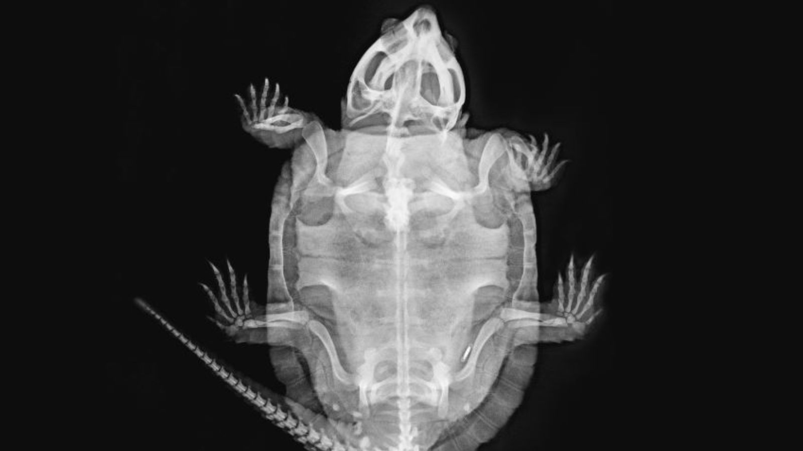 London Zoo releases stunning X-ray pictures of animals | UK News | Sky News