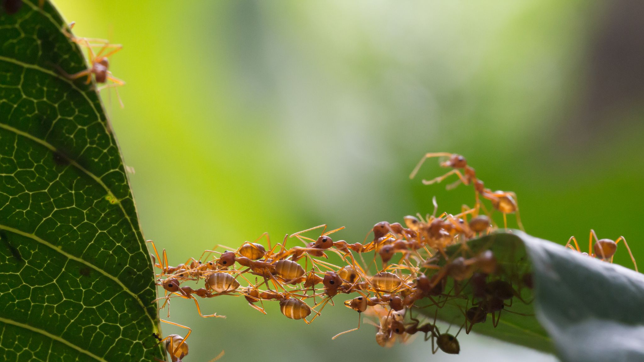 Insect species could fall by 40%, causing 'catastrophic collapse' of ...