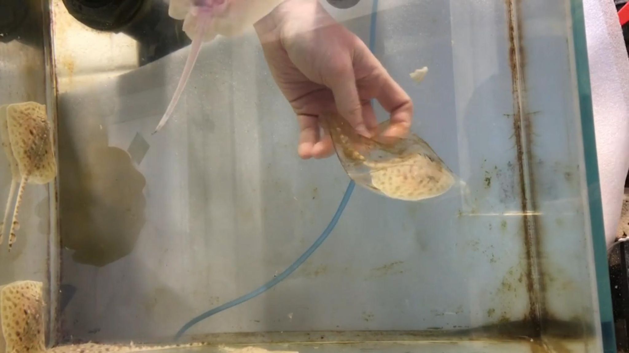 Premature baby ray takes first swim after 'hatching' from plastic ...