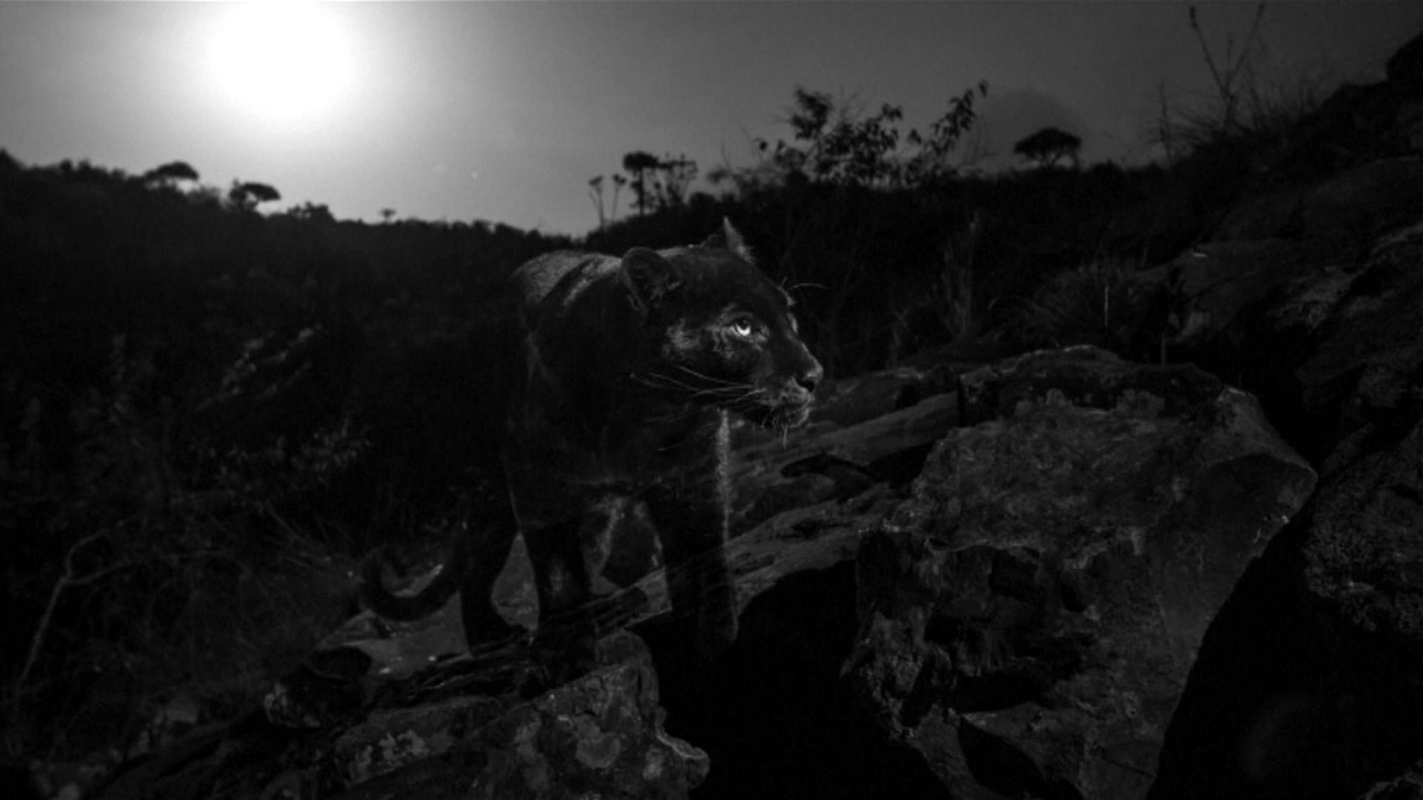 Rare black leopard captured in Kenya camera trap photos | World News ...