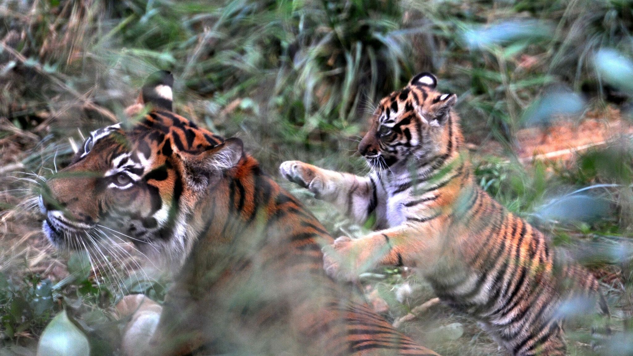 Sumatran tiger Melati killed at London Zoo by new mate | UK News | Sky News