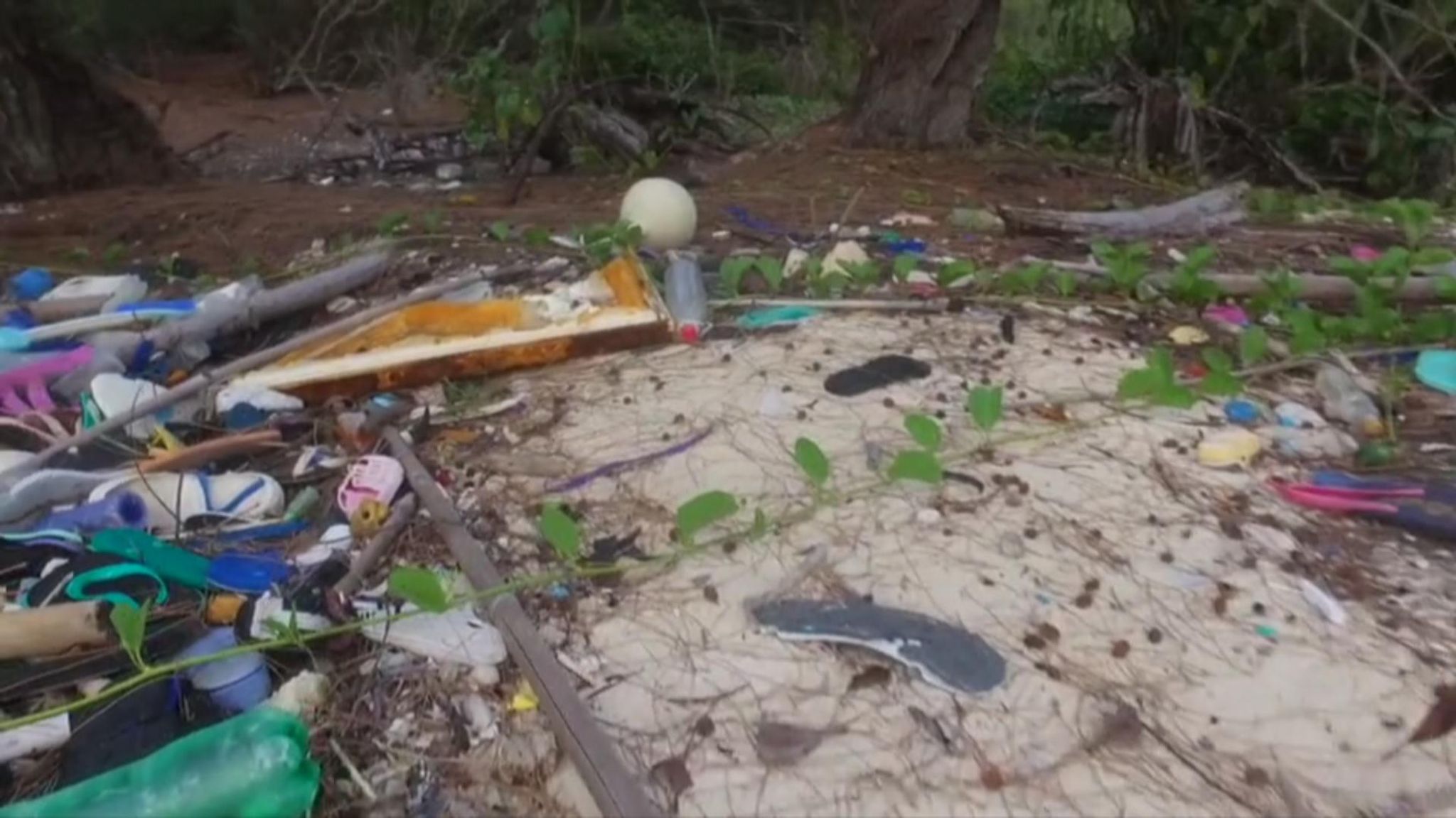 Plastic pollution: Flip-flop found in poo of endangered Indian Ocean ...