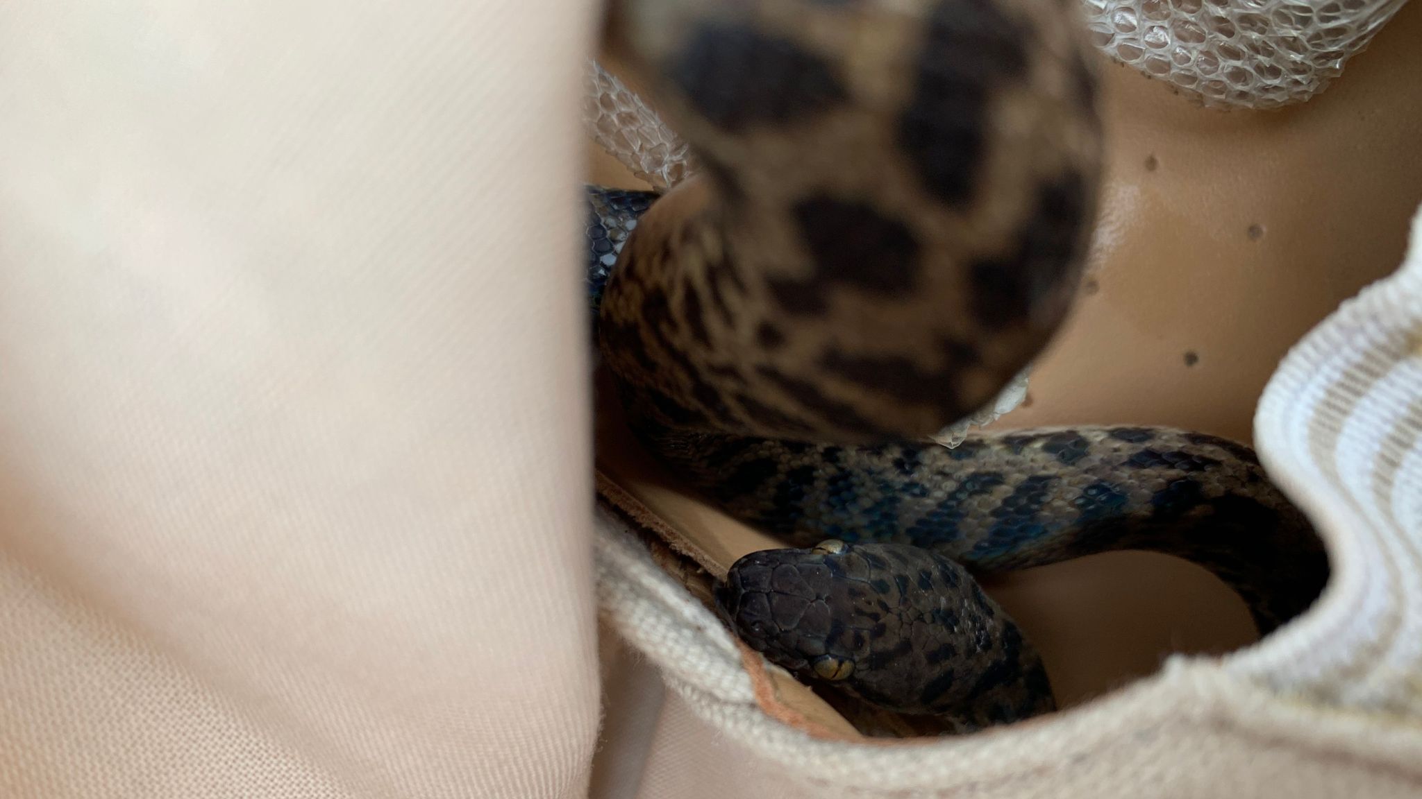 Snake on a plane: Scottish grandmother finds python in shoe after ...