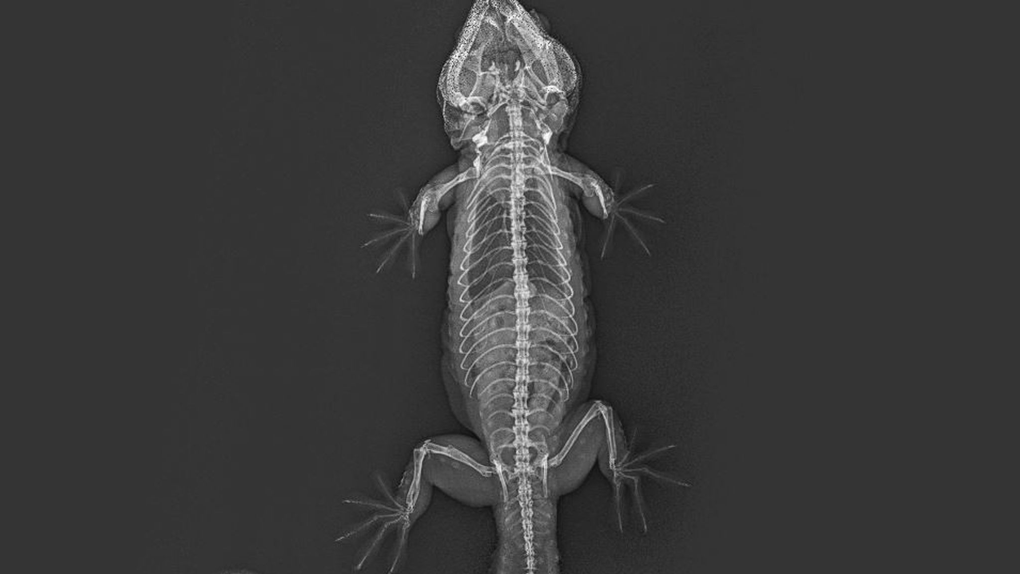 London Zoo releases stunning X-ray pictures of animals | UK News | Sky News