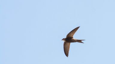 Swift action urged to help Britain's beloved birds | UK News | Sky News