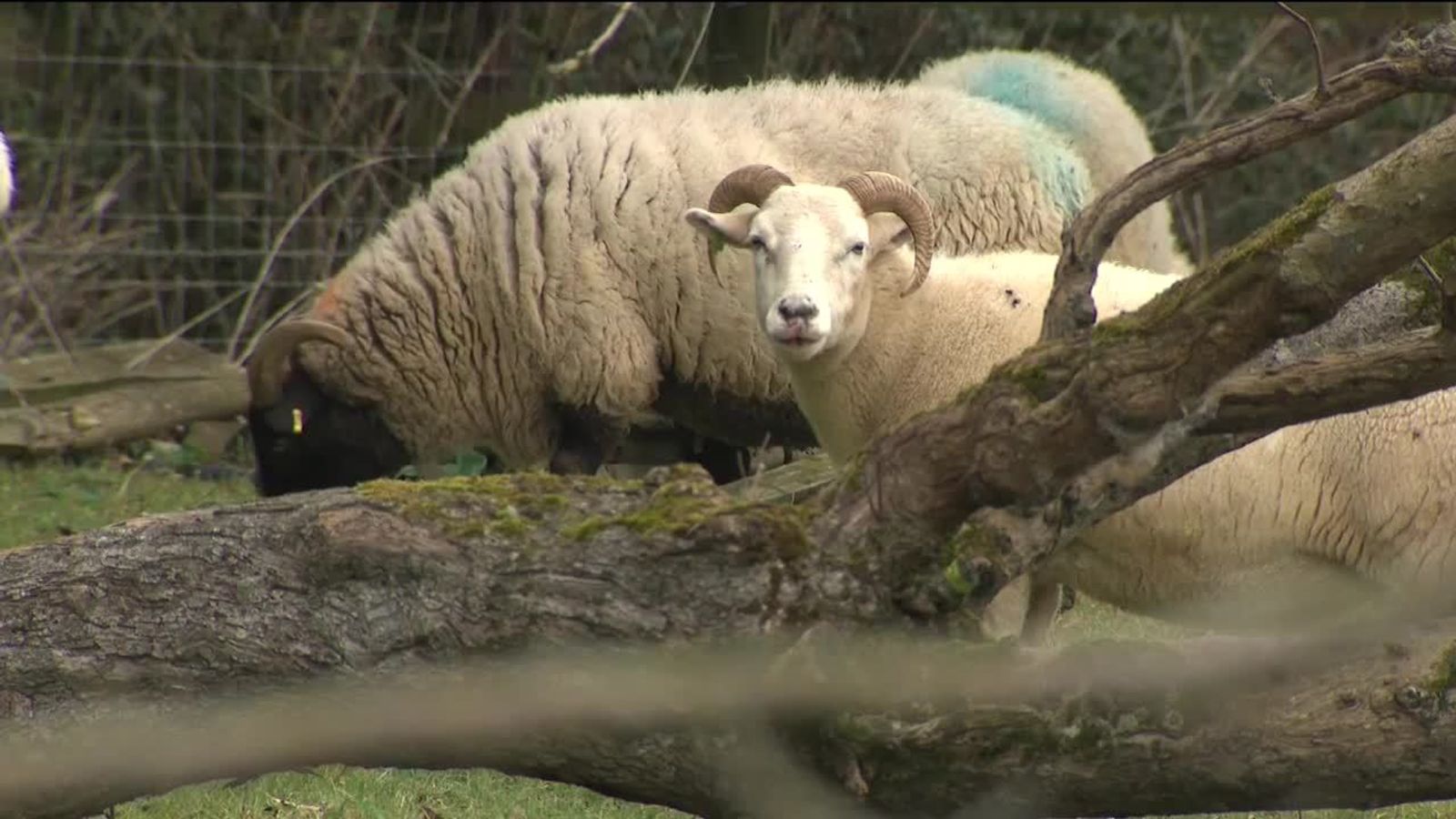 Dog DNA database could tackle sheep attacks | News UK Video News | Sky News