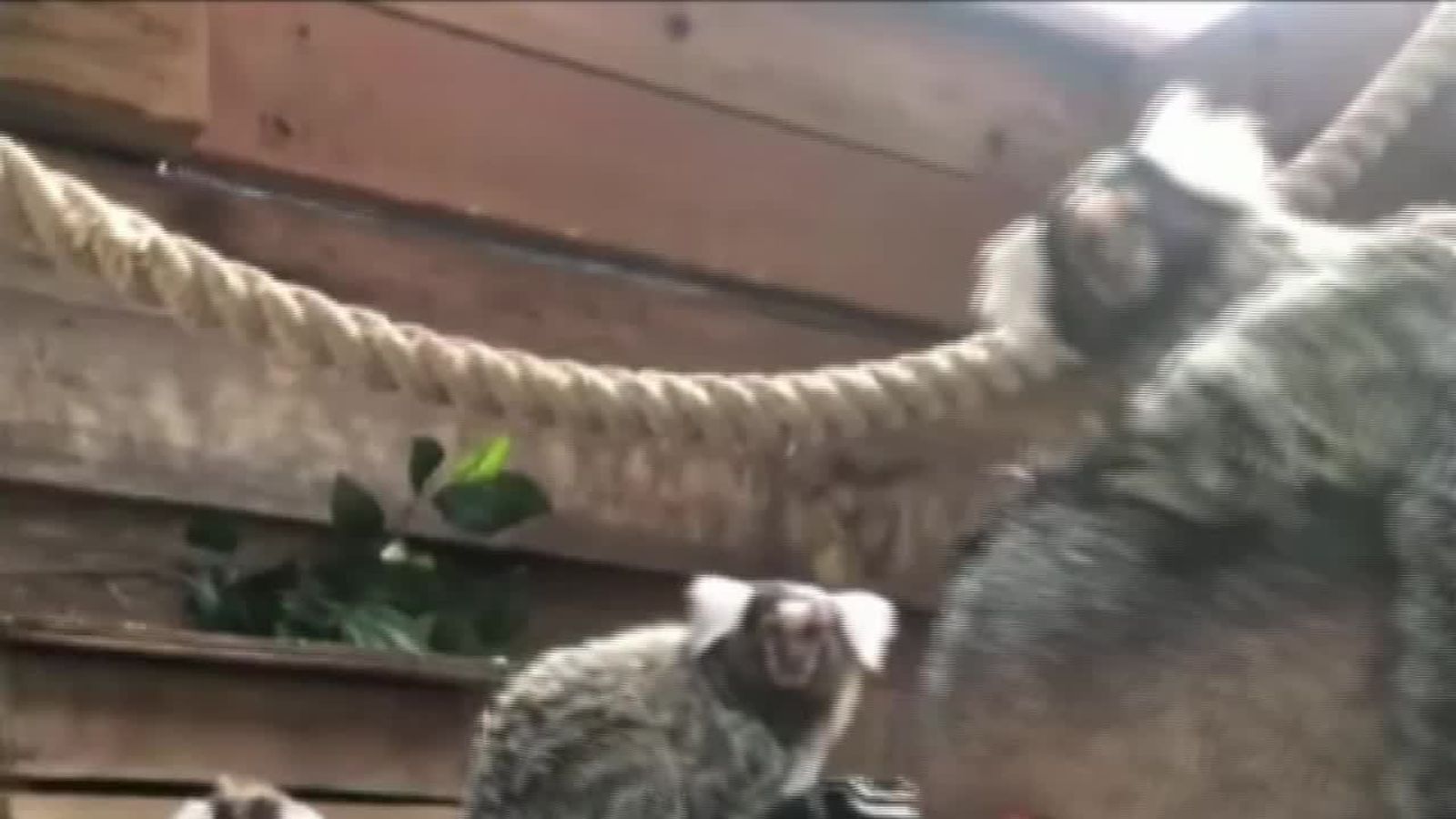 Monkeys jump on photographer as he tries to take their picture | World ...