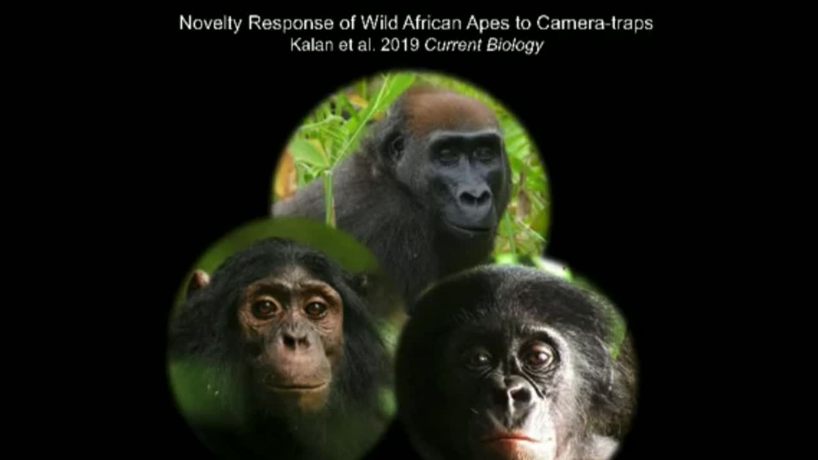 This is how wild apes reacted to camera traps in the African bush ...