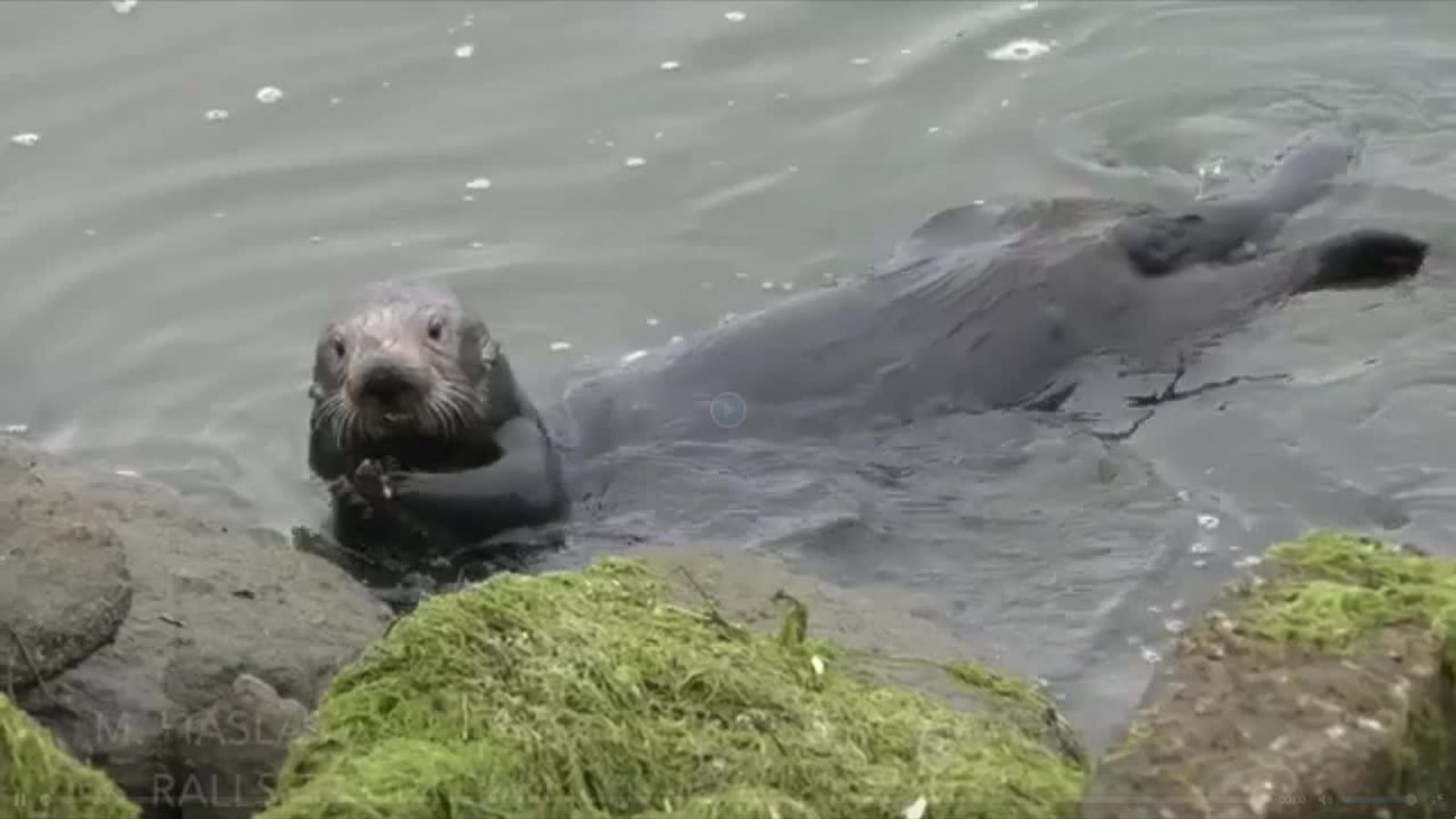 Otter using rock to smash mussel shell | News UK Video News | Sky News