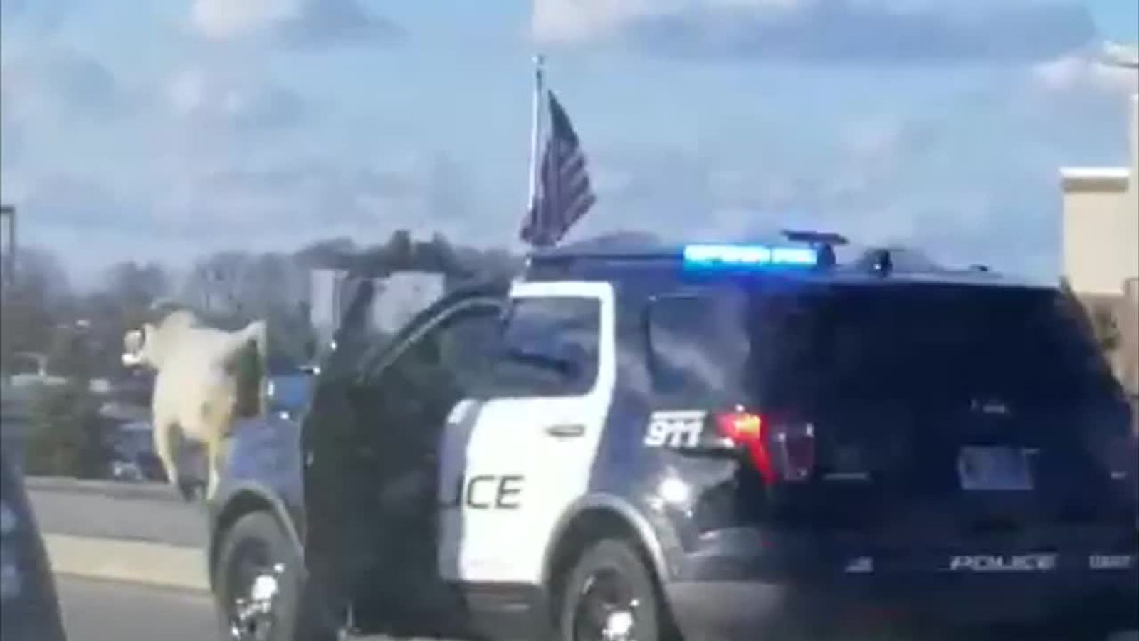 US cops chase cow on highway | US News | Sky News