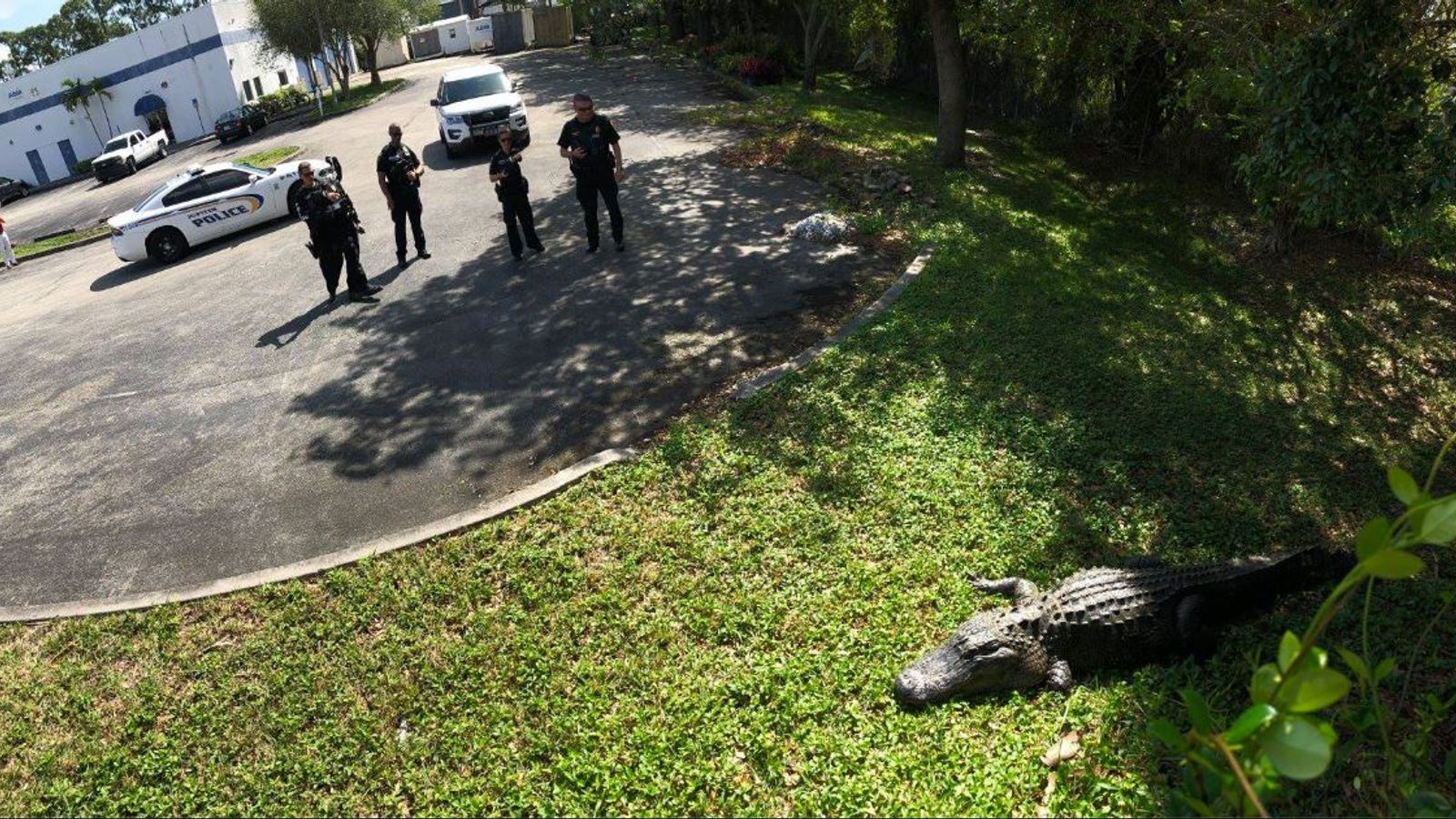 Massive 12ft alligator caught near office park in Florida | US News ...