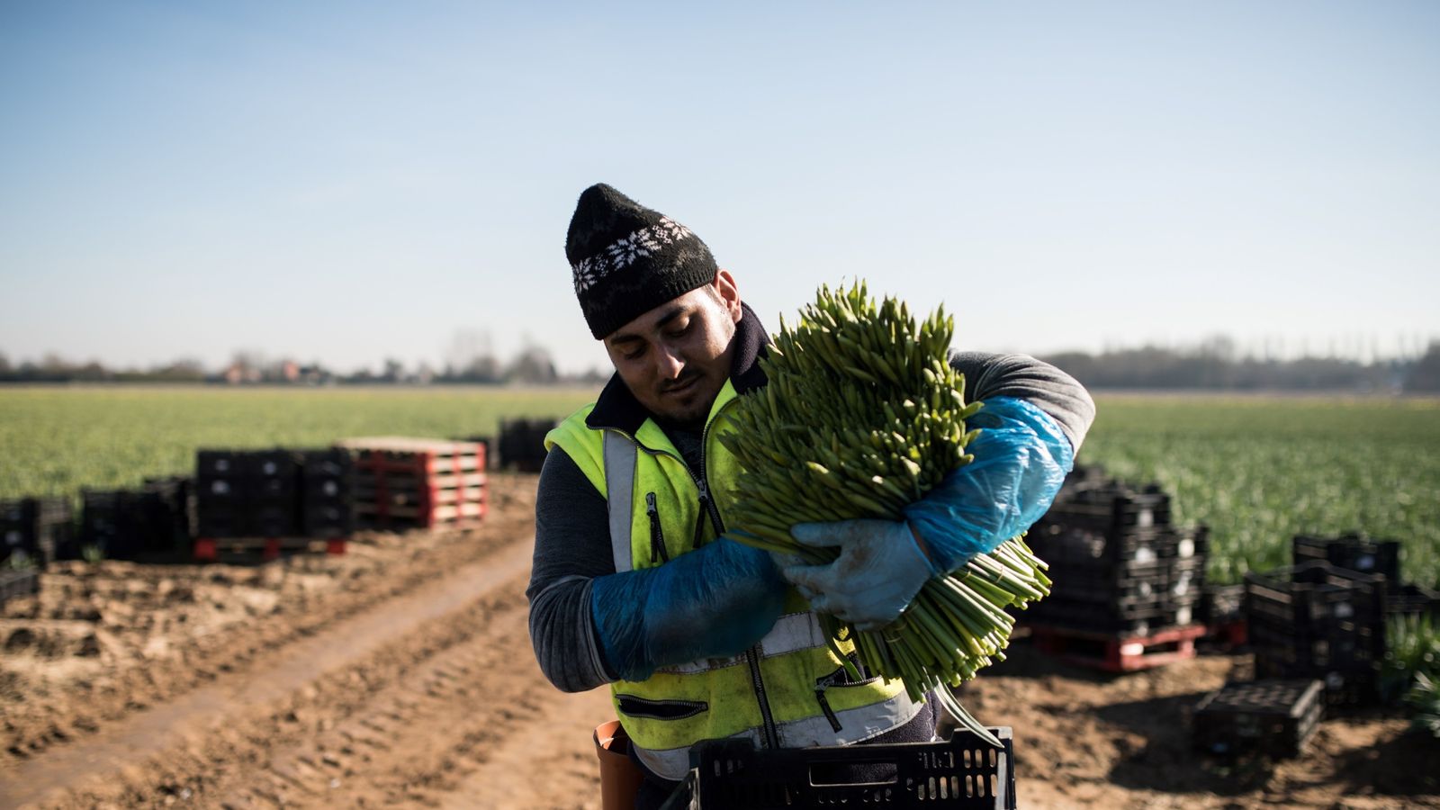 Daffodil and coffee worker shortages amid Brexit uncertainty | UK News ...