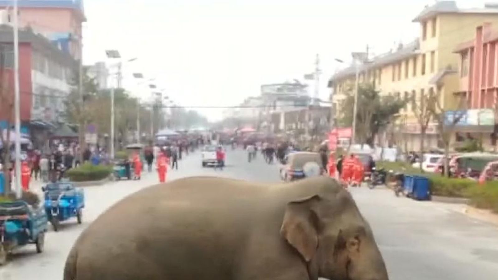 Lost elephant wanders into town | World News | Sky News