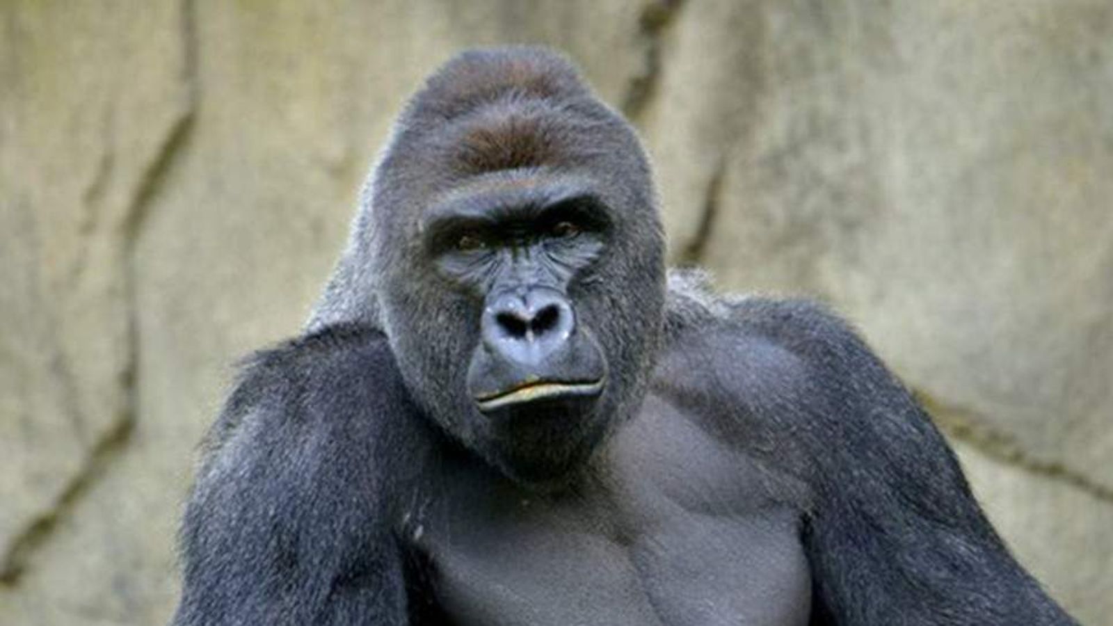 Elon Musk 'releases' bizarre rap song in memory of Harambe the gorilla ...