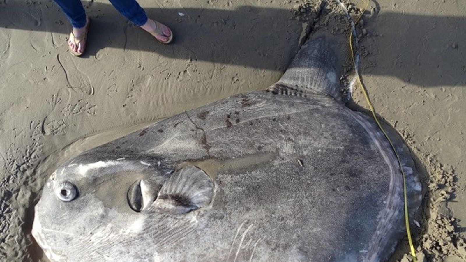 Rare hoodwinker sunfish washes up thousands of miles from home on ...