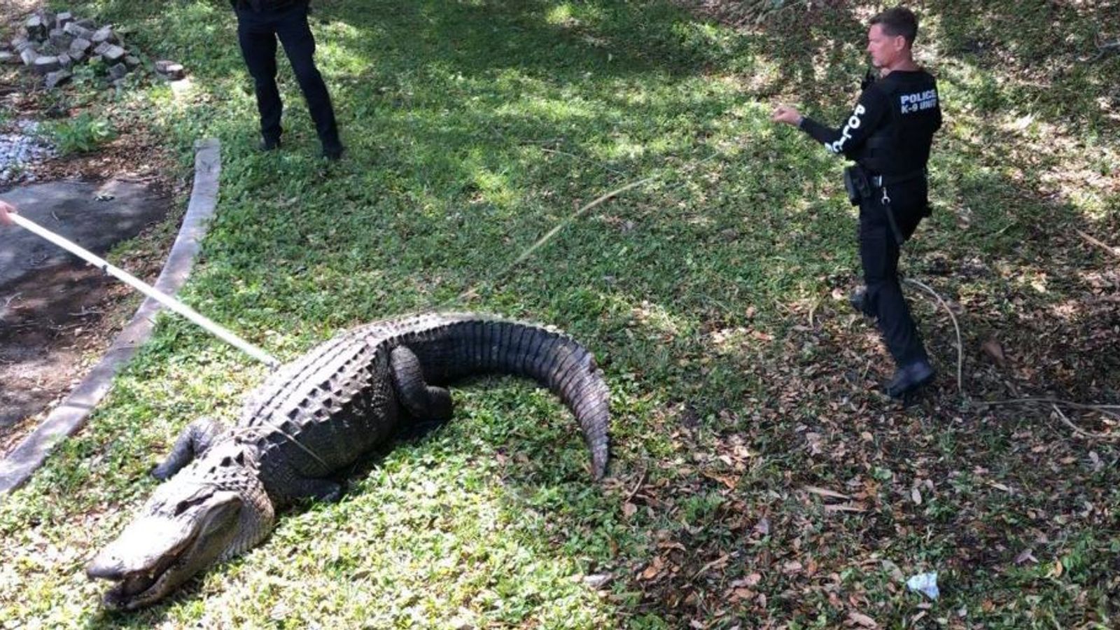 Massive 12ft alligator caught near office park in Florida | US News ...