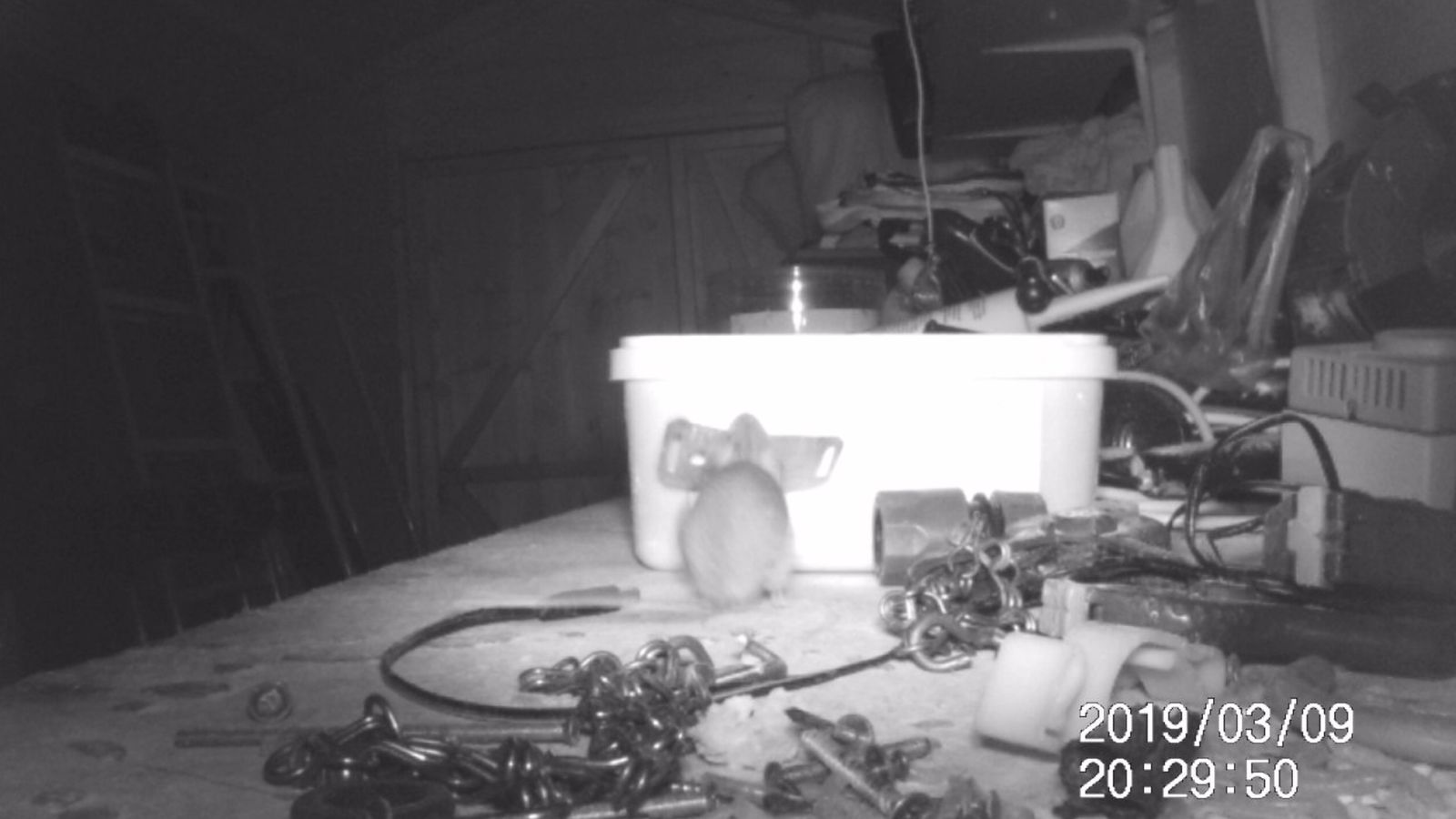 Mouse proud: Rodent seen tidying up tools in garden shed in South ...