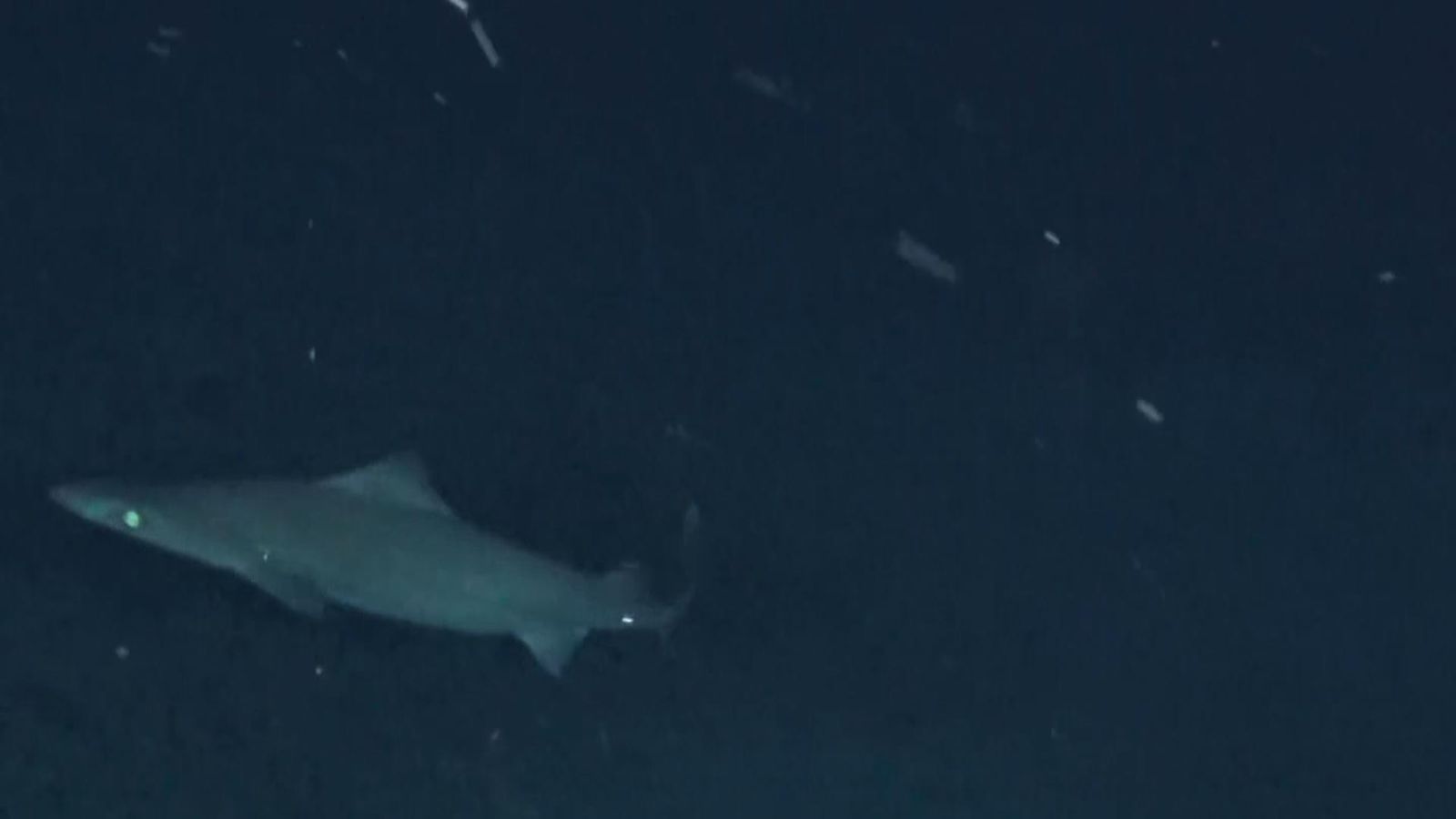 Deep Ocean camera's close encounter with shark | Sky News