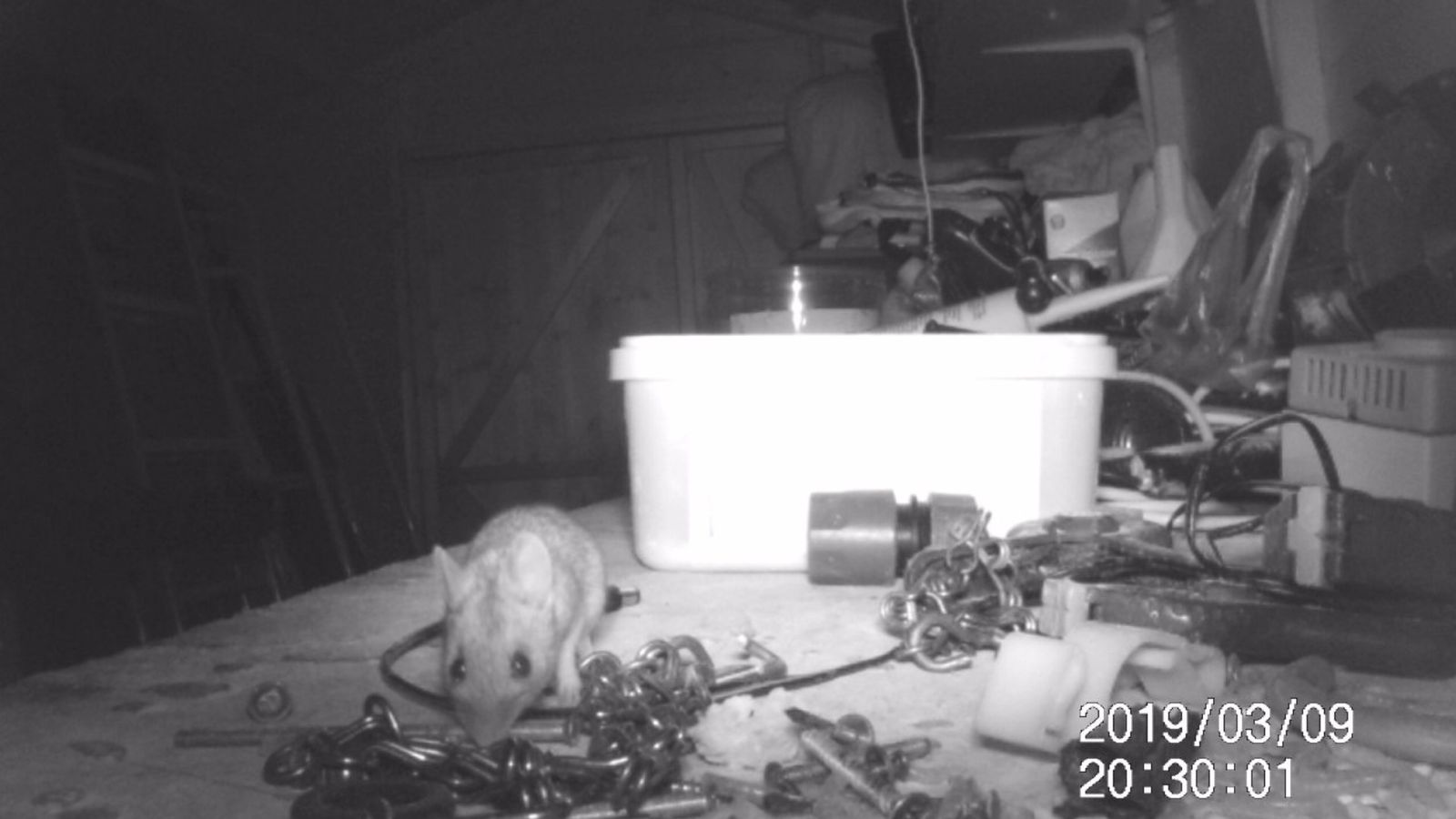 Mouse proud: Rodent seen tidying up tools in garden shed in South ...