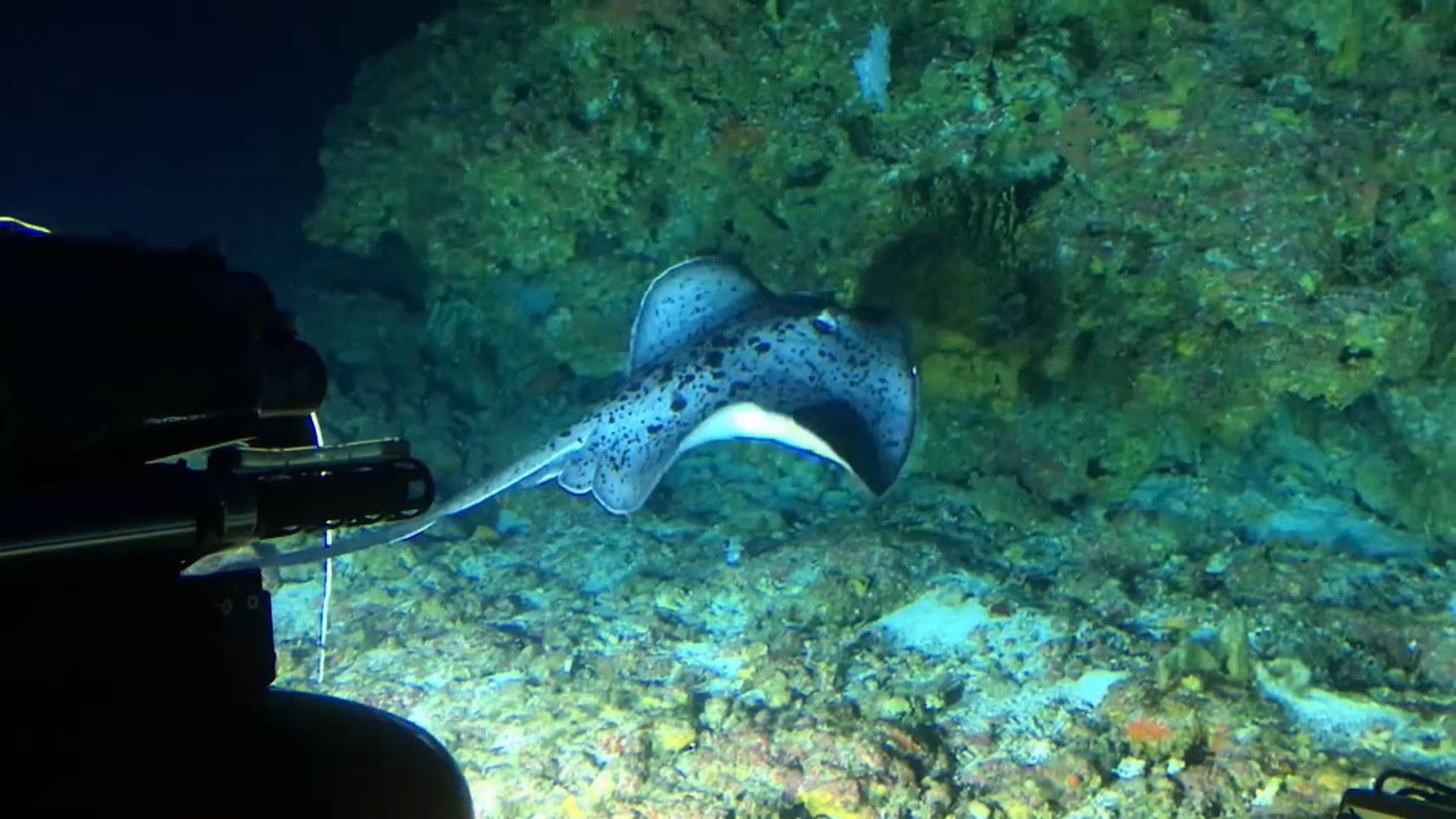 Deep Ocean Live: What a coral reef spared from commercial fishing looks ...