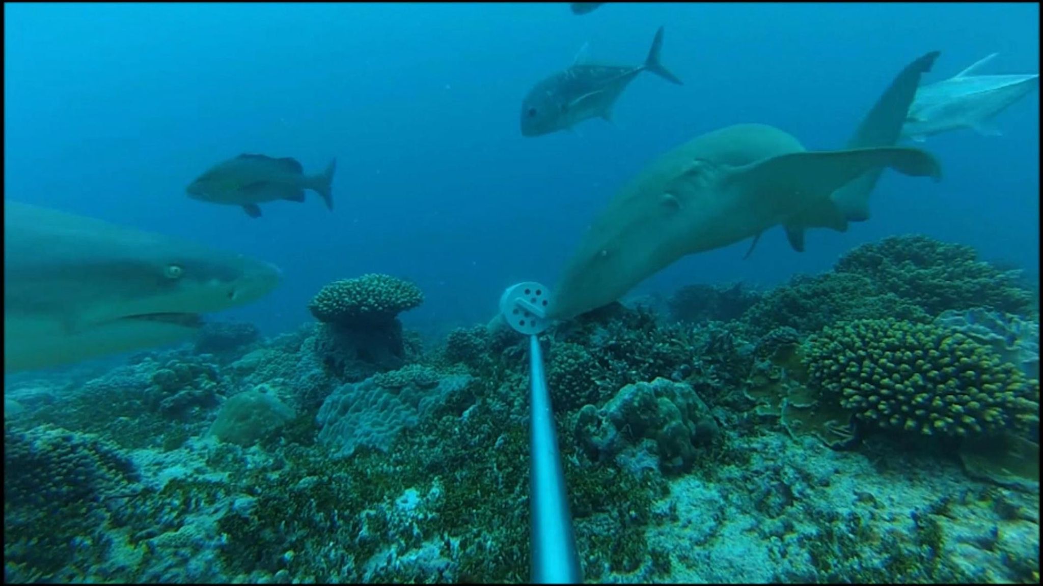 Deep Ocean Live: What a coral reef spared from commercial fishing looks ...