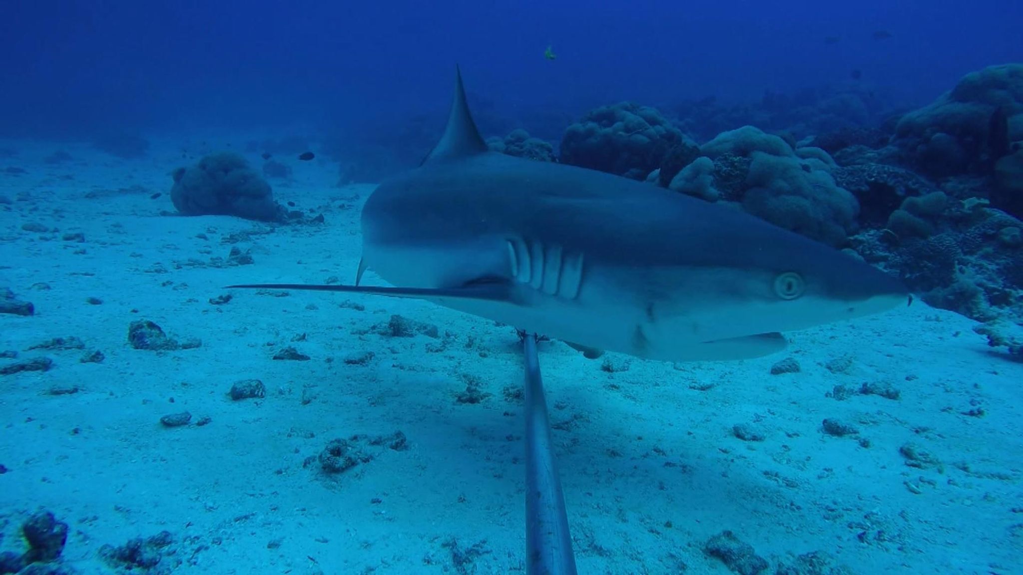 Deep Ocean Live: What a coral reef spared from commercial fishing looks ...