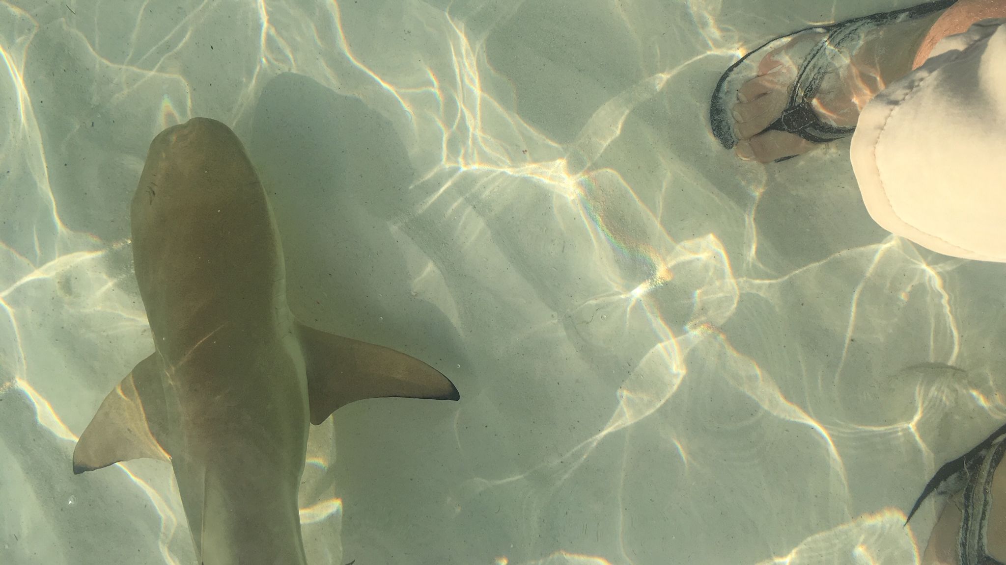 Deep Ocean Live: Our oceans are worth fighting for | Sky News