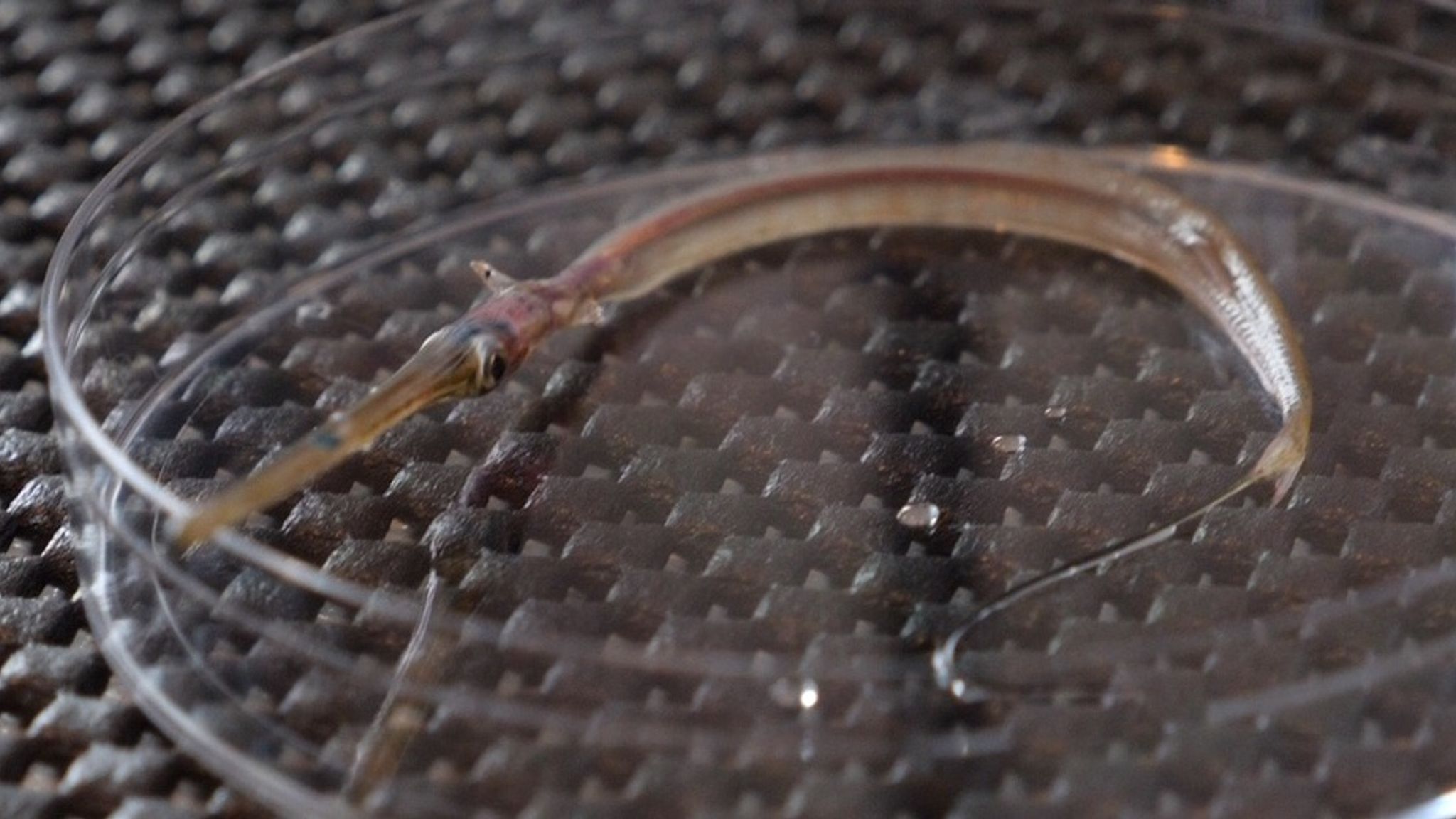 Deep Ocean Live: Our oceans are worth fighting for | Sky News