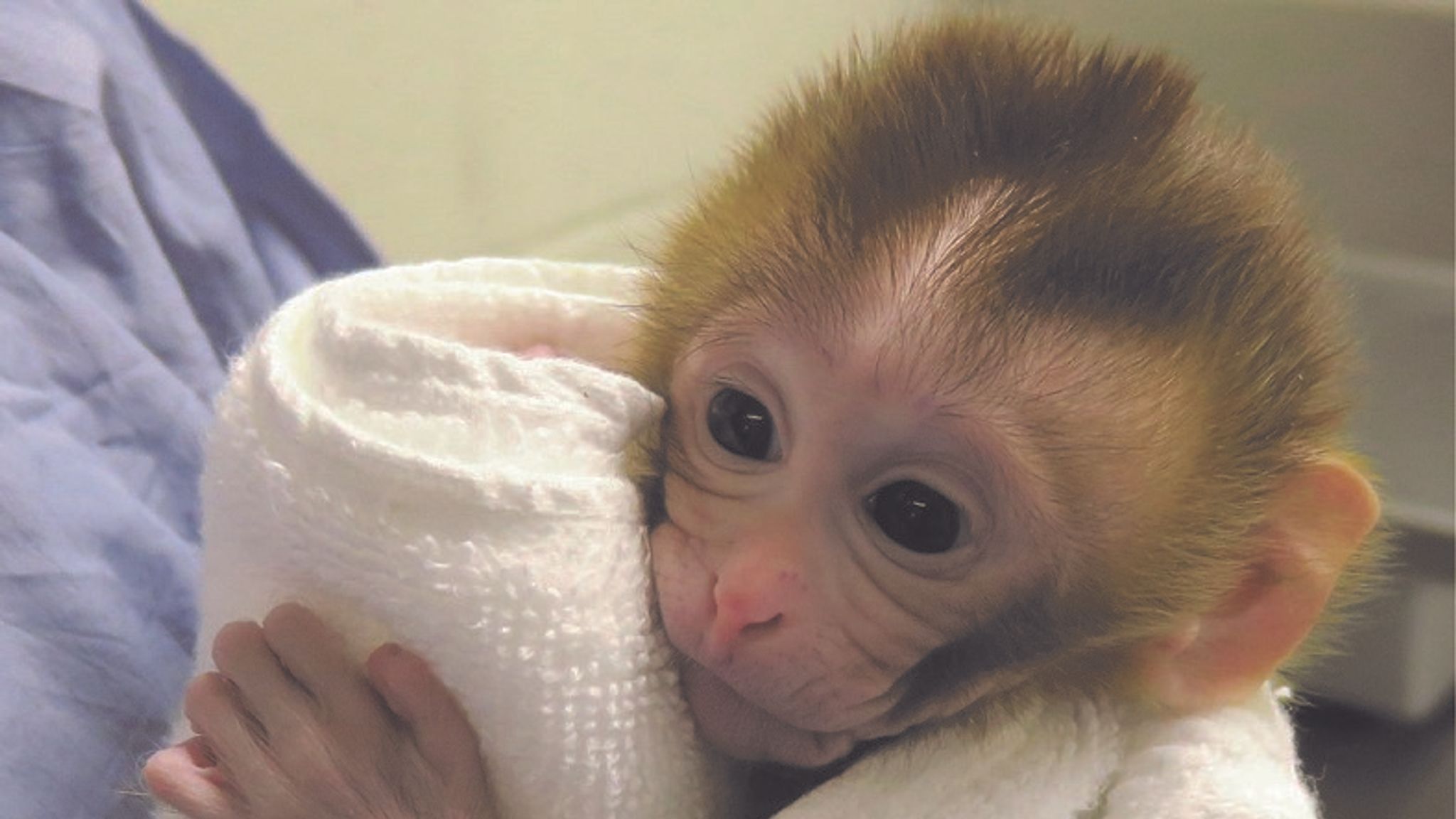 Monkey born from frozen testicular tissue offers fertility hope to ...