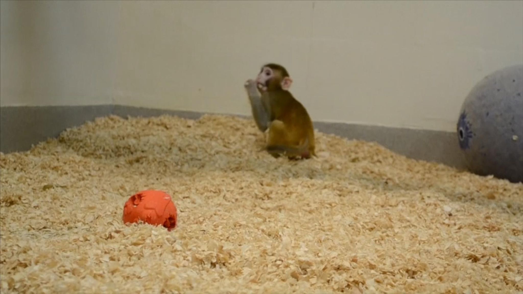 Monkey born from frozen testicular tissue offers fertility hope to ...