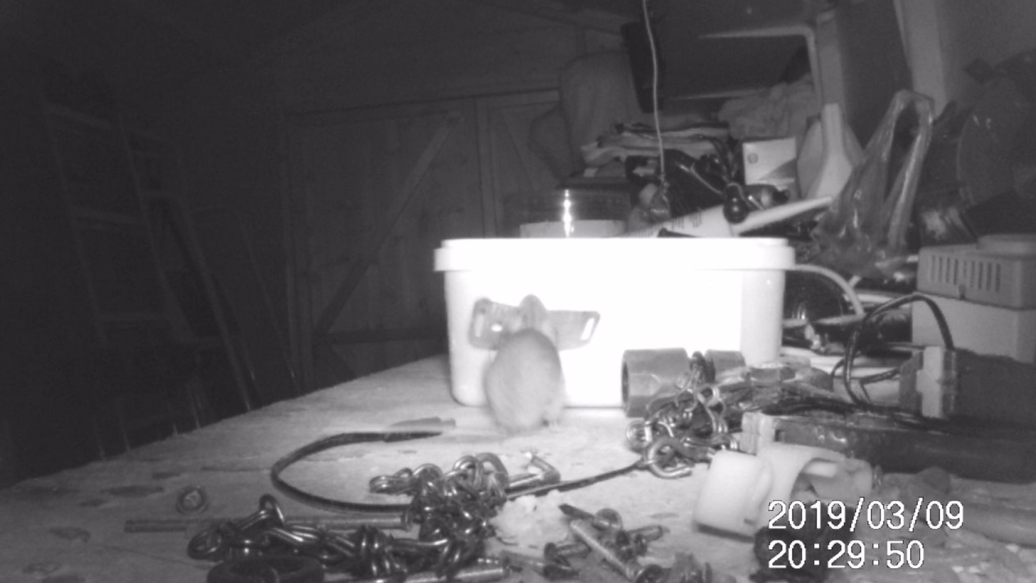 Mouse proud: Rodent seen tidying up tools in garden shed in South ...