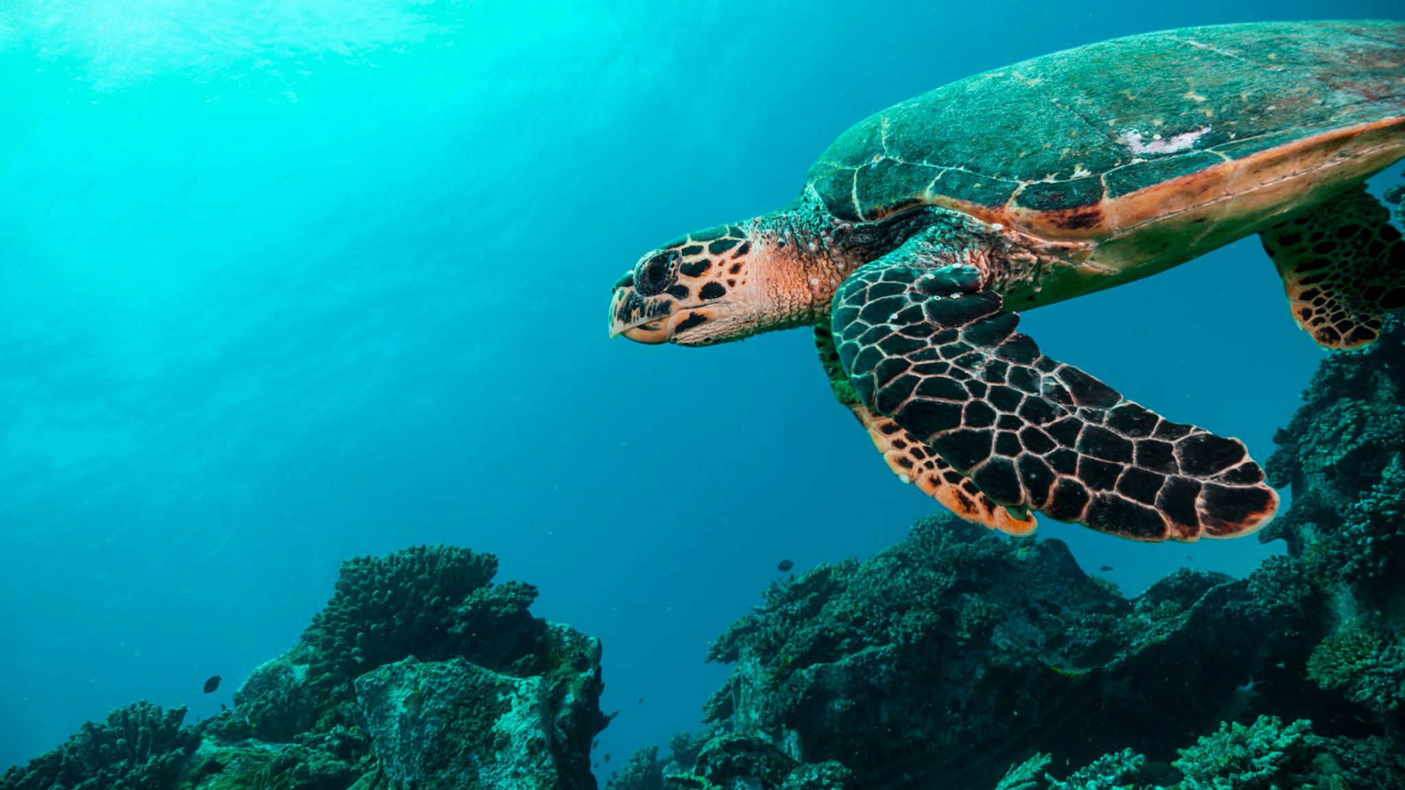 Deep Ocean Live: Our oceans are worth fighting for | Sky News