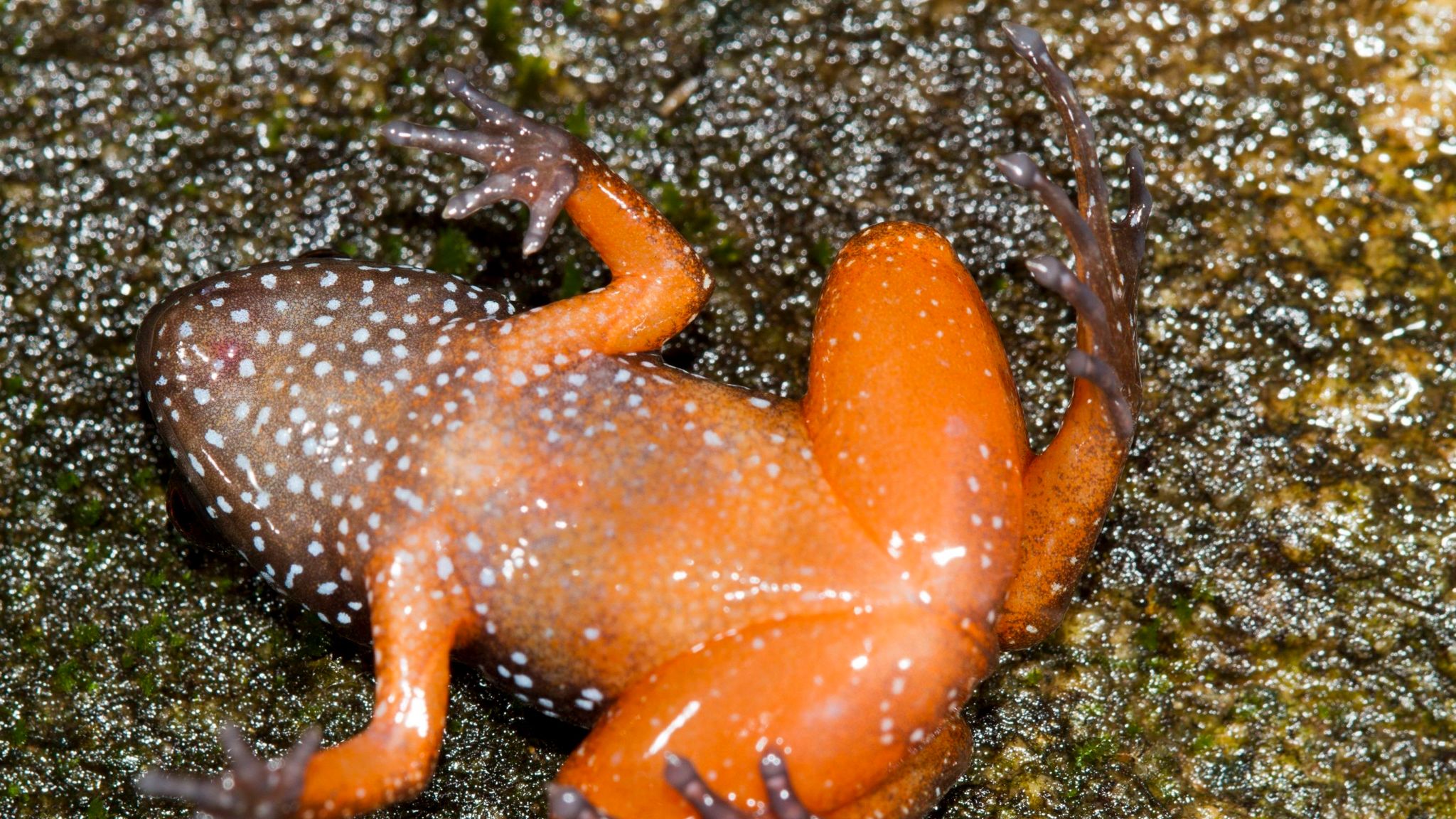 Starry dwarf frog unknown for millions of years found | UK News | Sky News