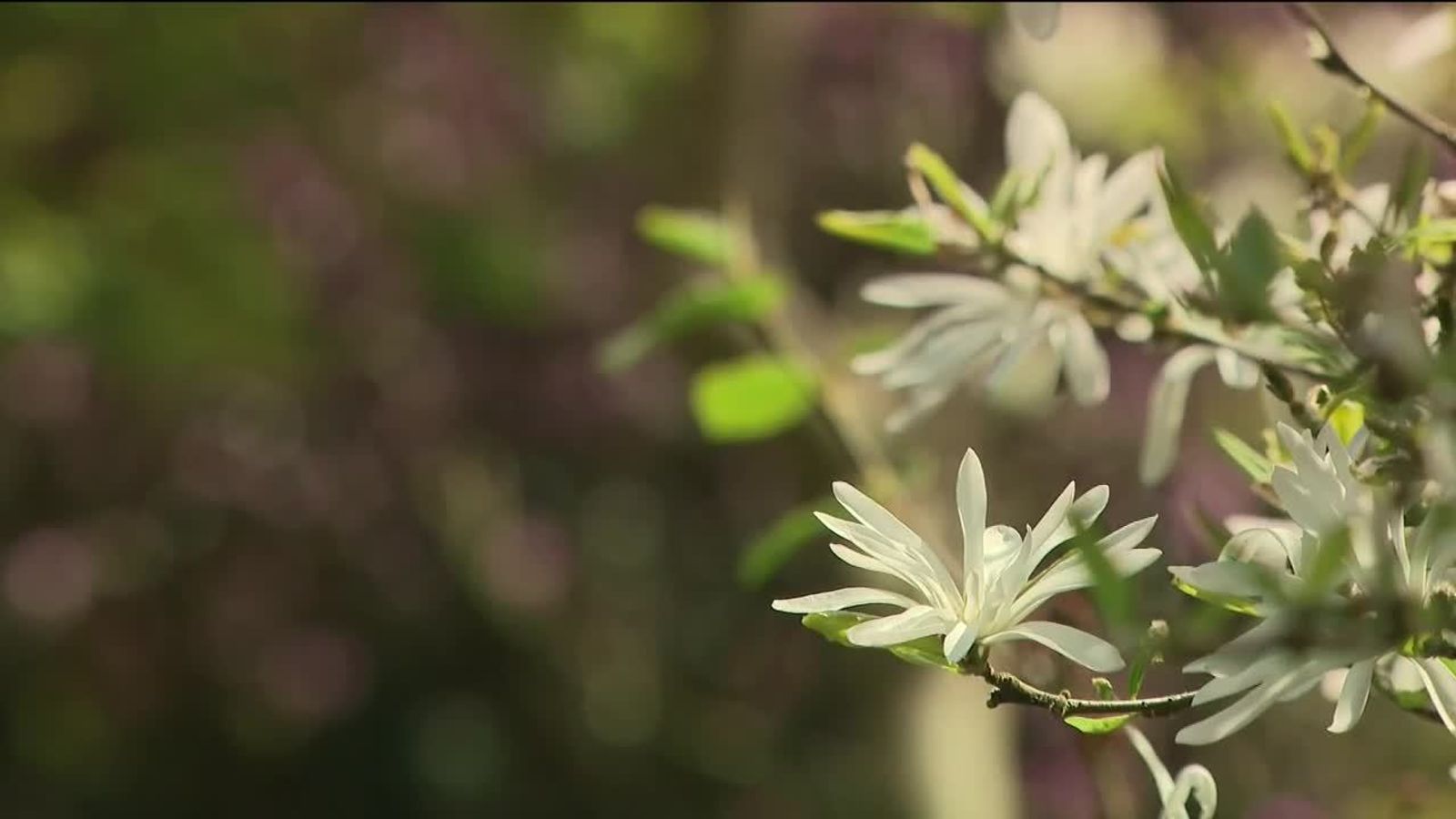 What is a 'pollen bomb and what can we do about it? | UK News | Sky News