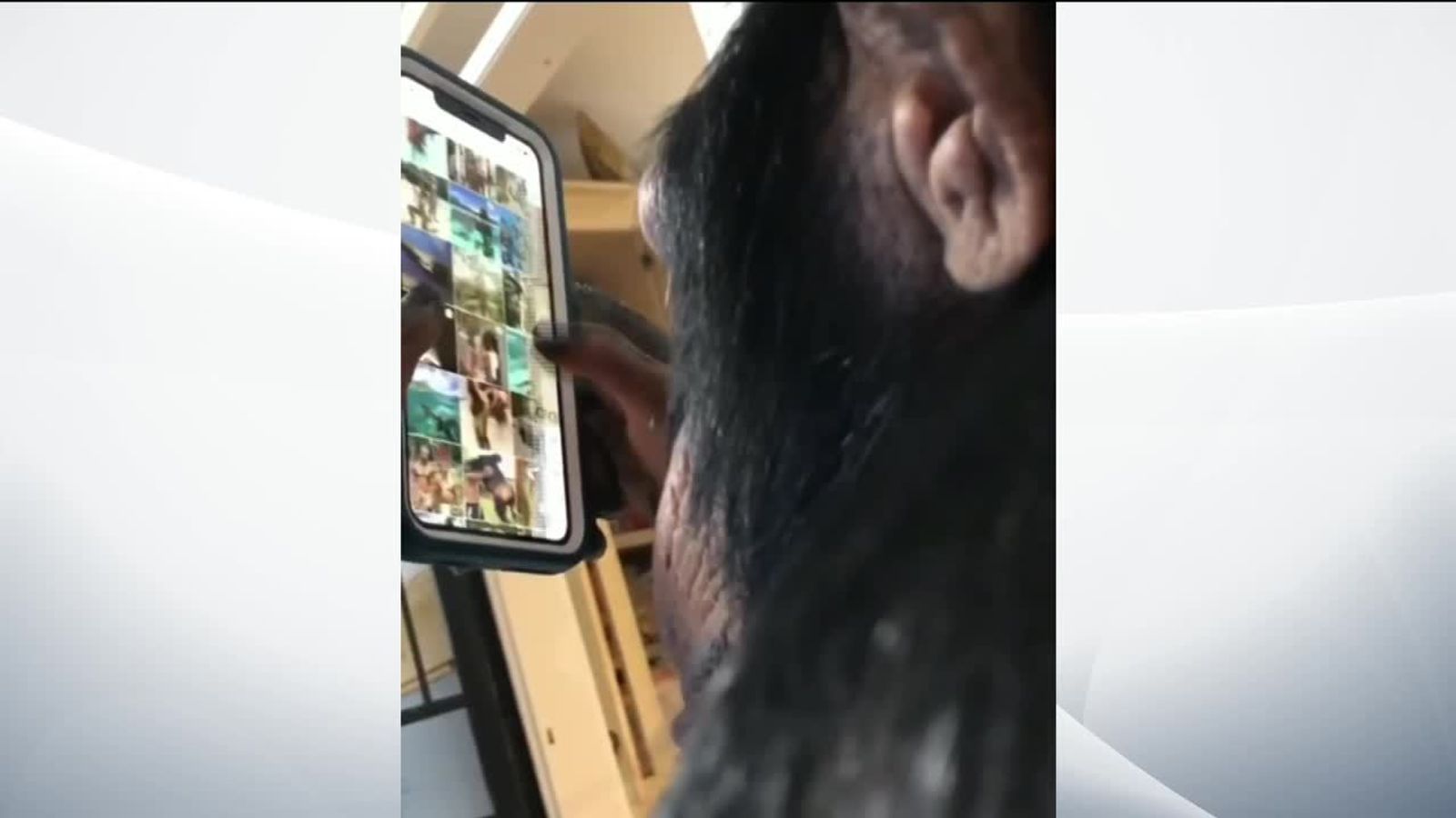 Chimp Instagram video: Should we really be laughing? | UK News | Sky News