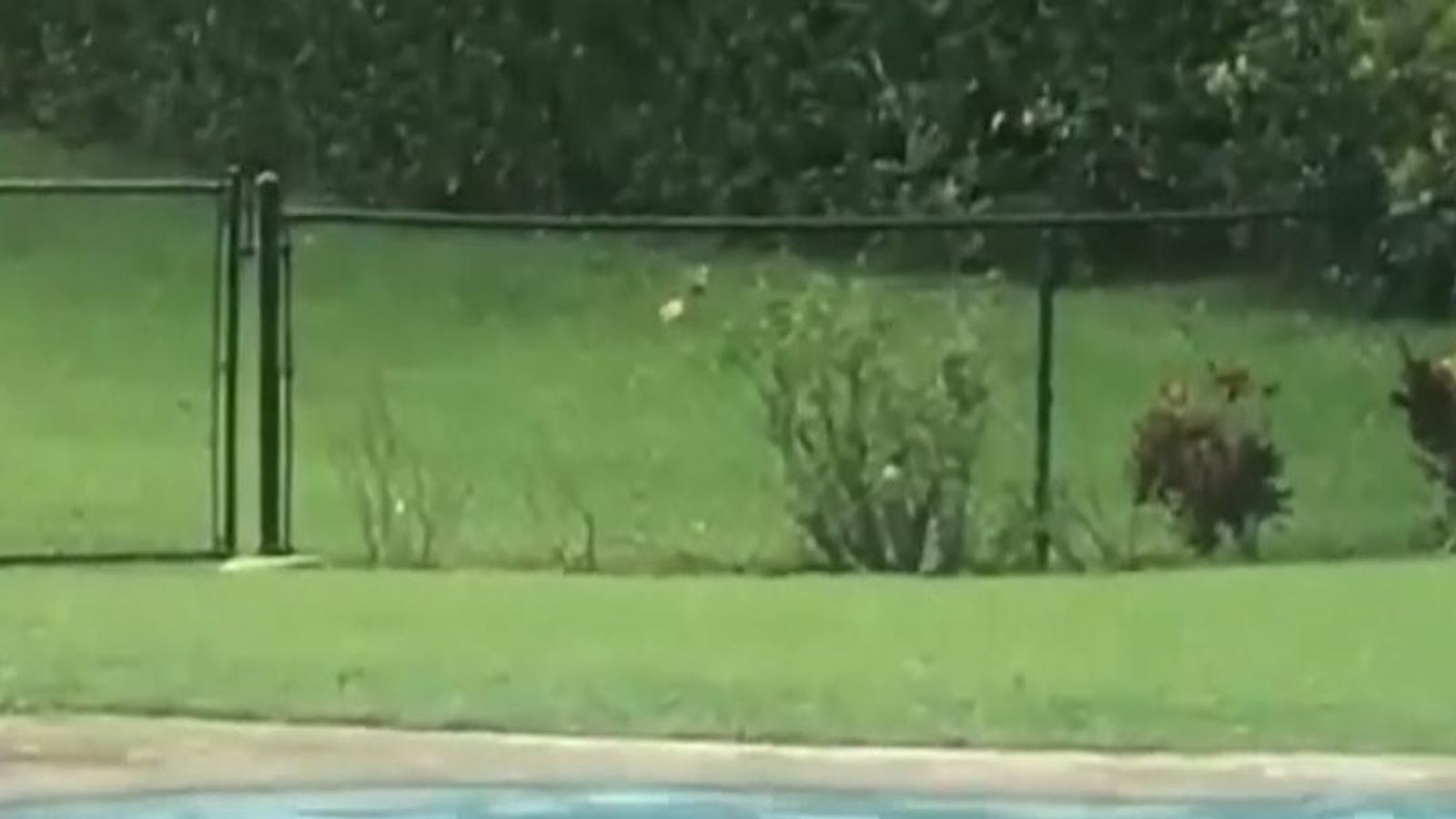 Alligator pulled out of back garden pool | US News | Sky News