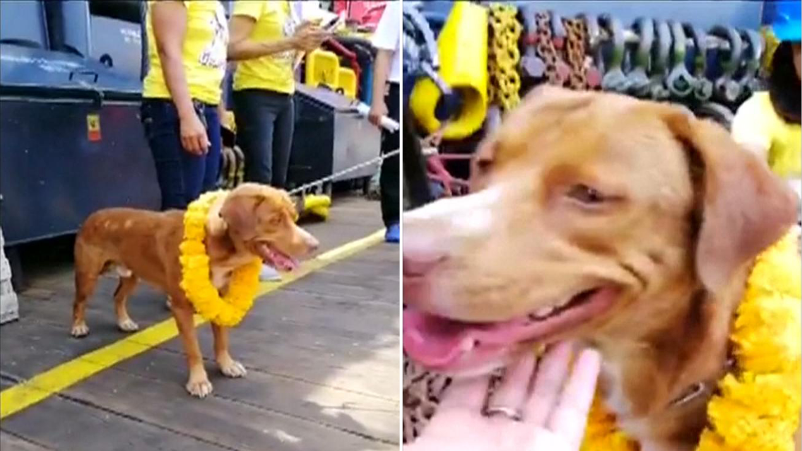 Dog rescued after being spotted swimming 135 miles off Thailand coast ...