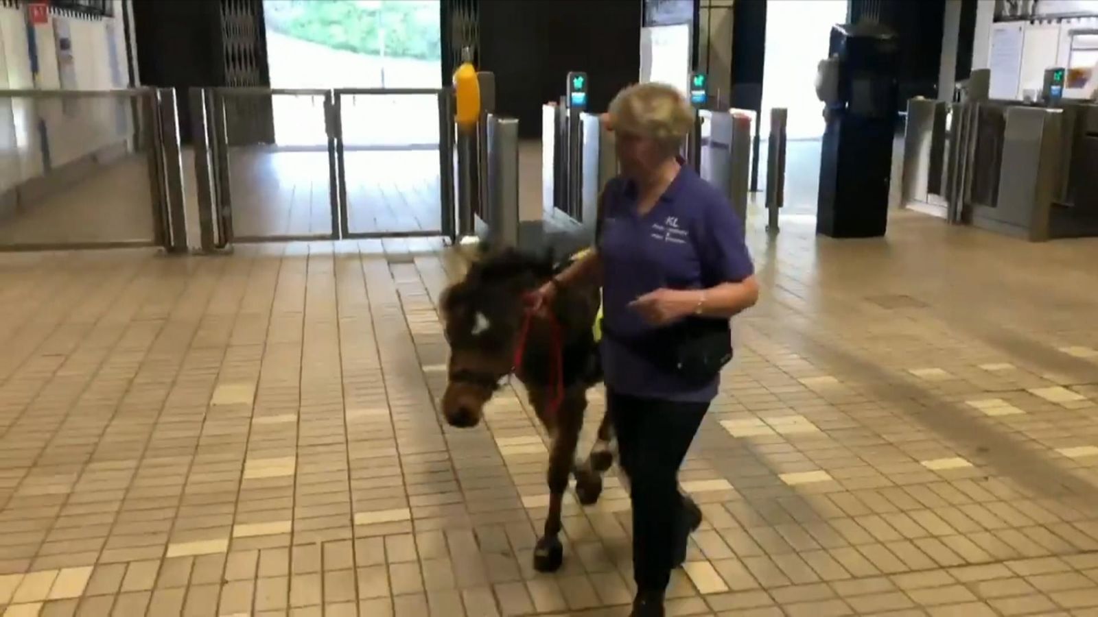 Britain's first ever guide horse takes the Metro | UK News | Sky News