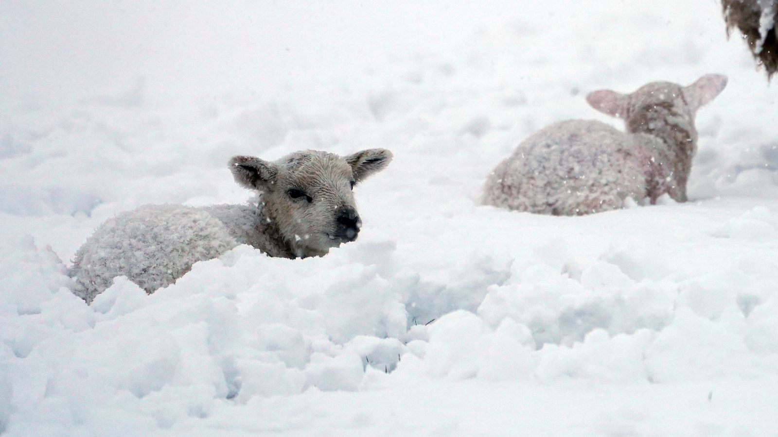 UK weather: Spring snowfall endangers newborn lambs across the UK | UK ...