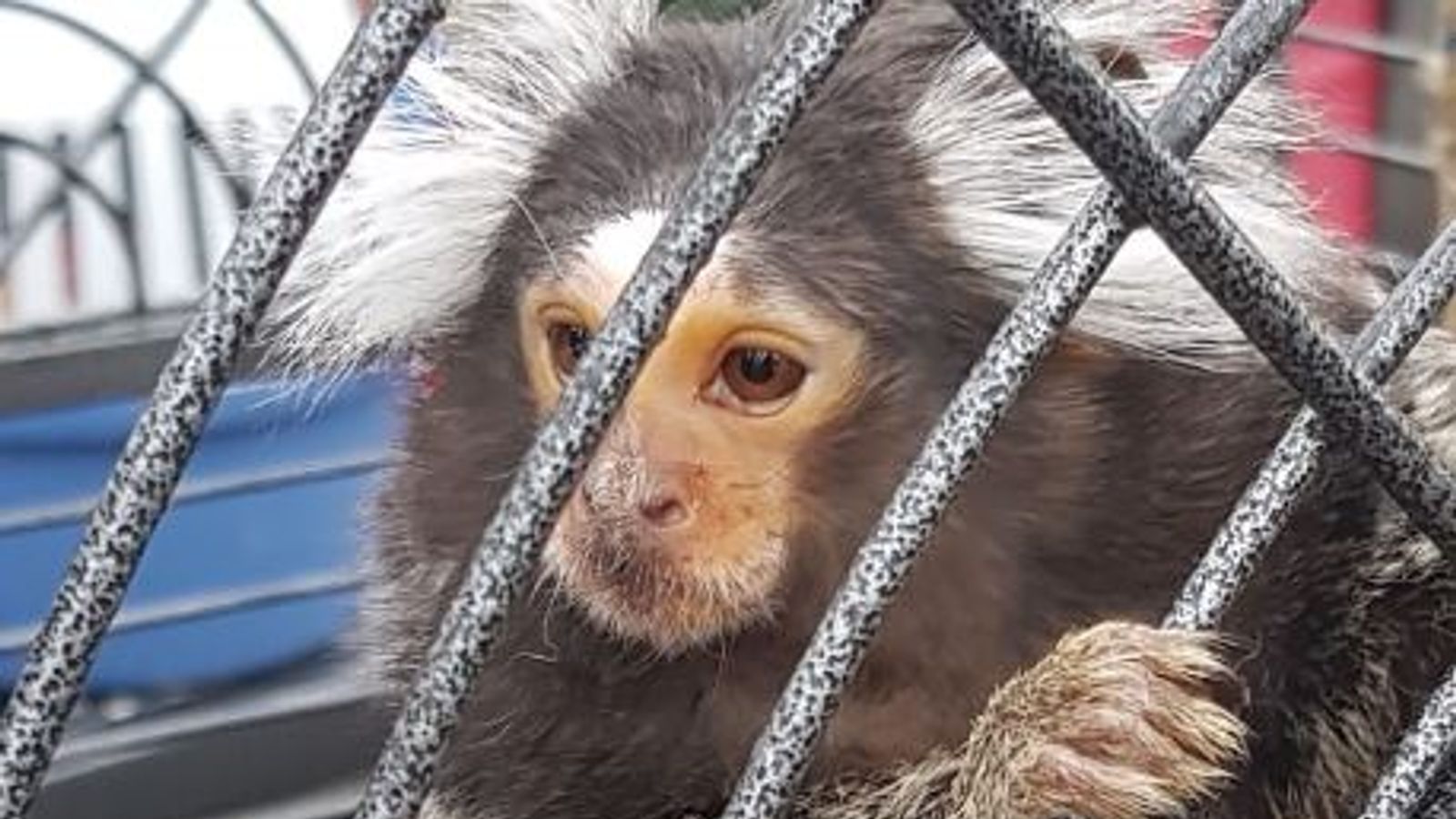 Dublin: Woman charged after guns, drugs and caged monkey seized in raid ...