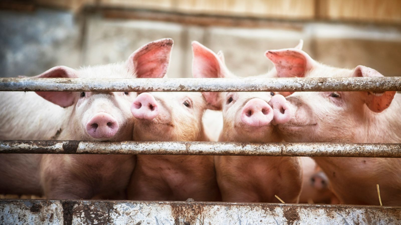 'Frankenstein' scientists partially revive pig brains four hours after ...