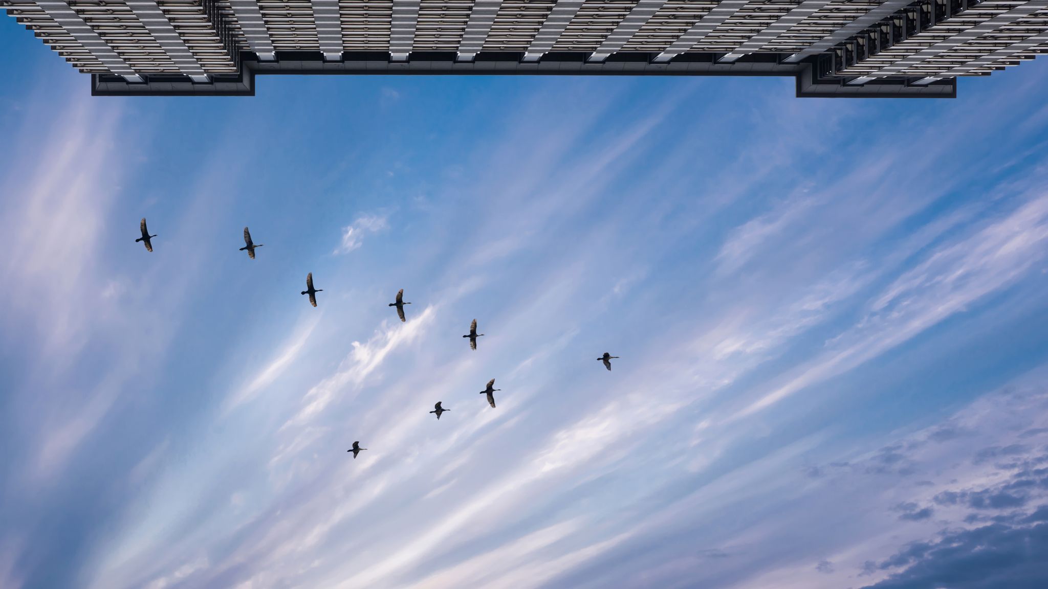 'Half a billion birds' die in US skyscraper collisions, study says | US ...