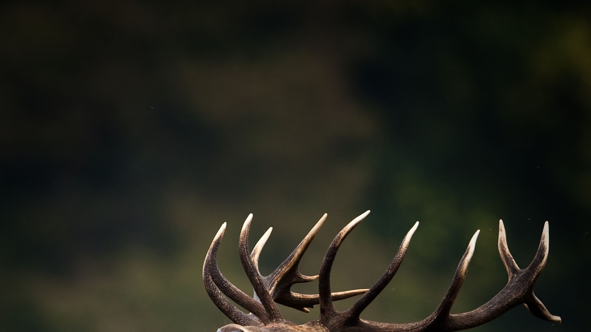 Pet deer kills man and critically injures his wife at their home in ...