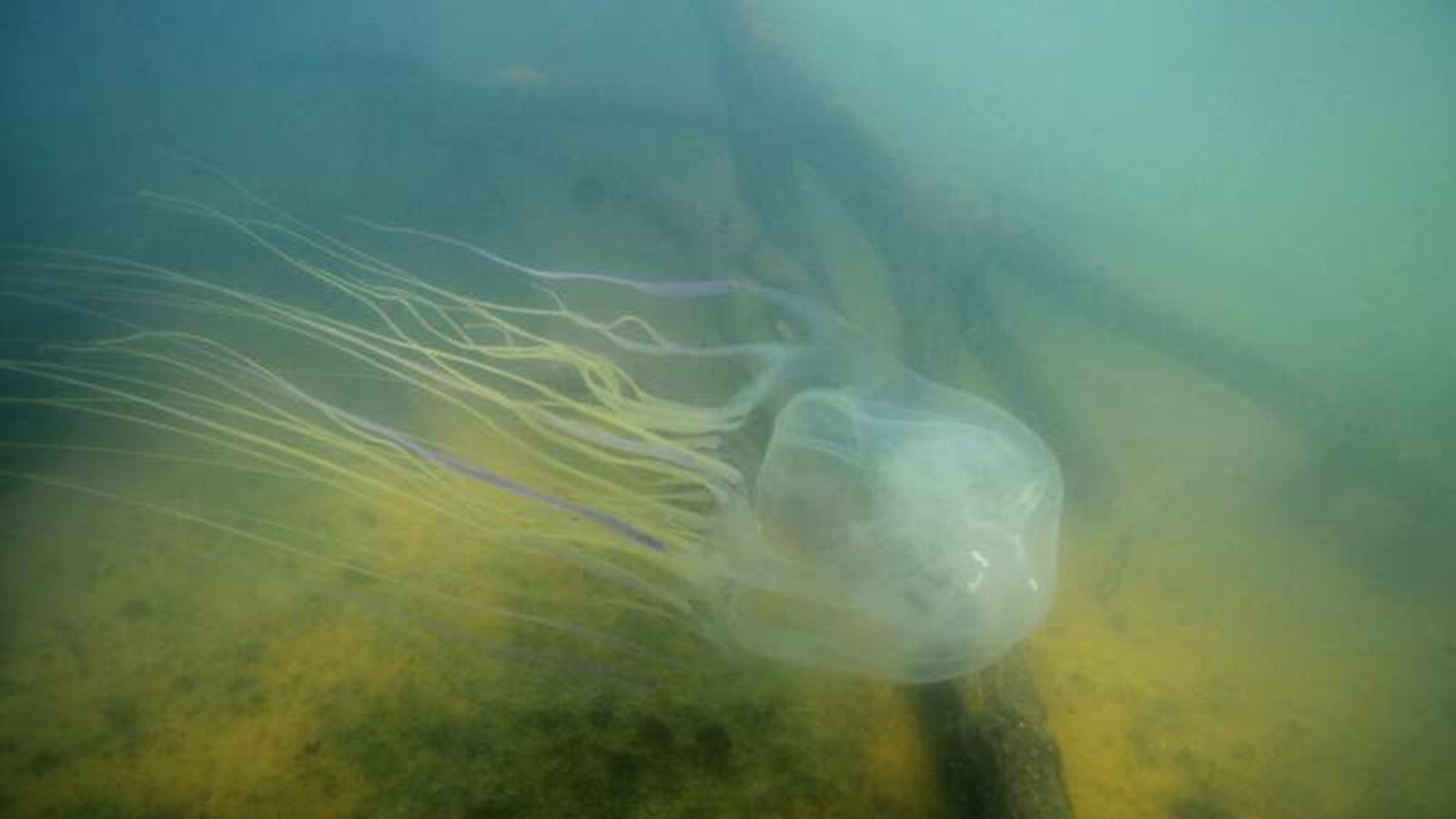 Antidote discovered for one of Earth's most venomous animals | Science ...